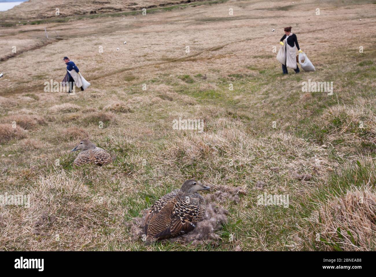 Two female Common eider ducks (Somateria mollissima) on nests with two ...