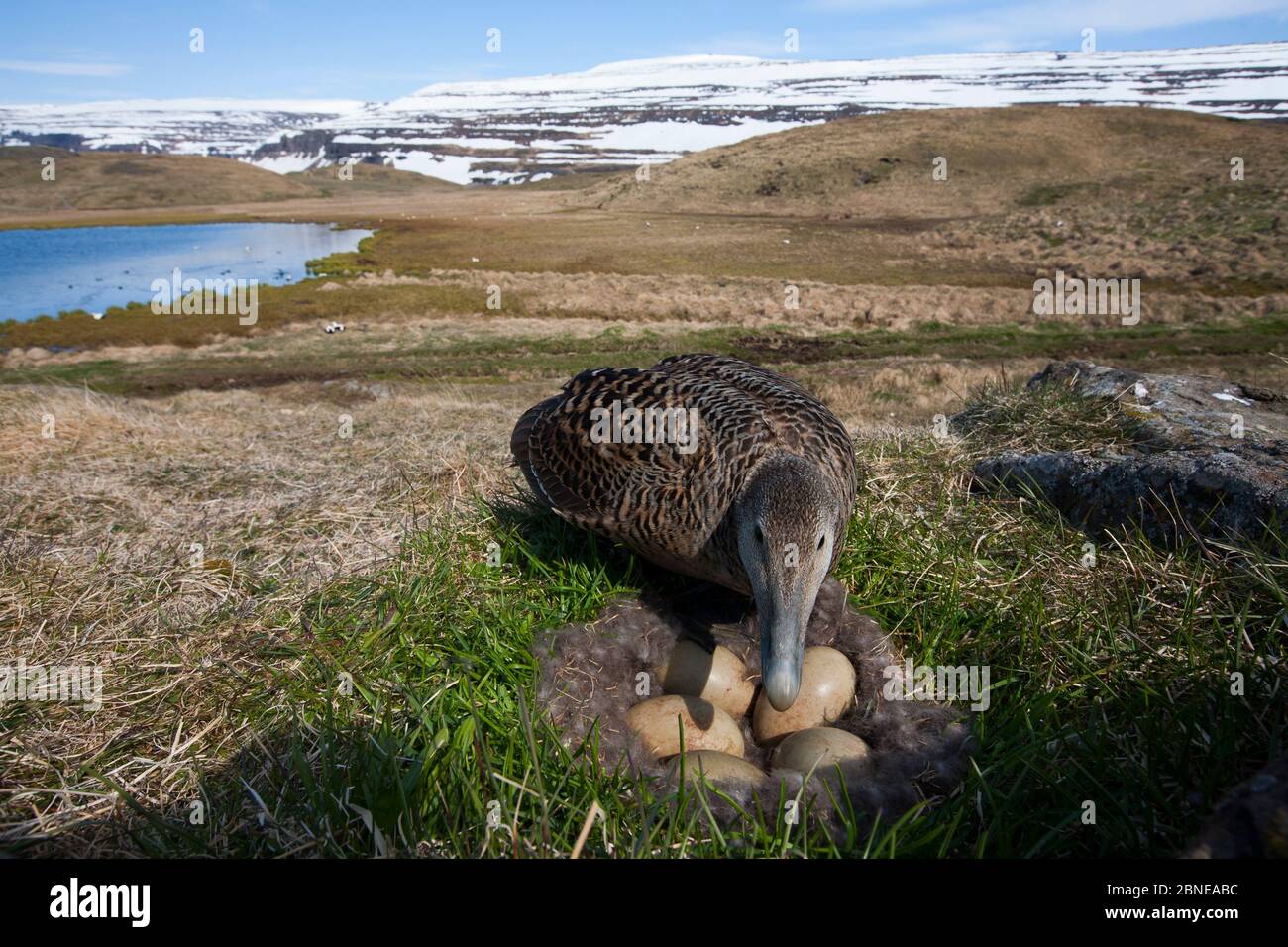 Common eider duck (Somateria mollissima) female returning to nest ...