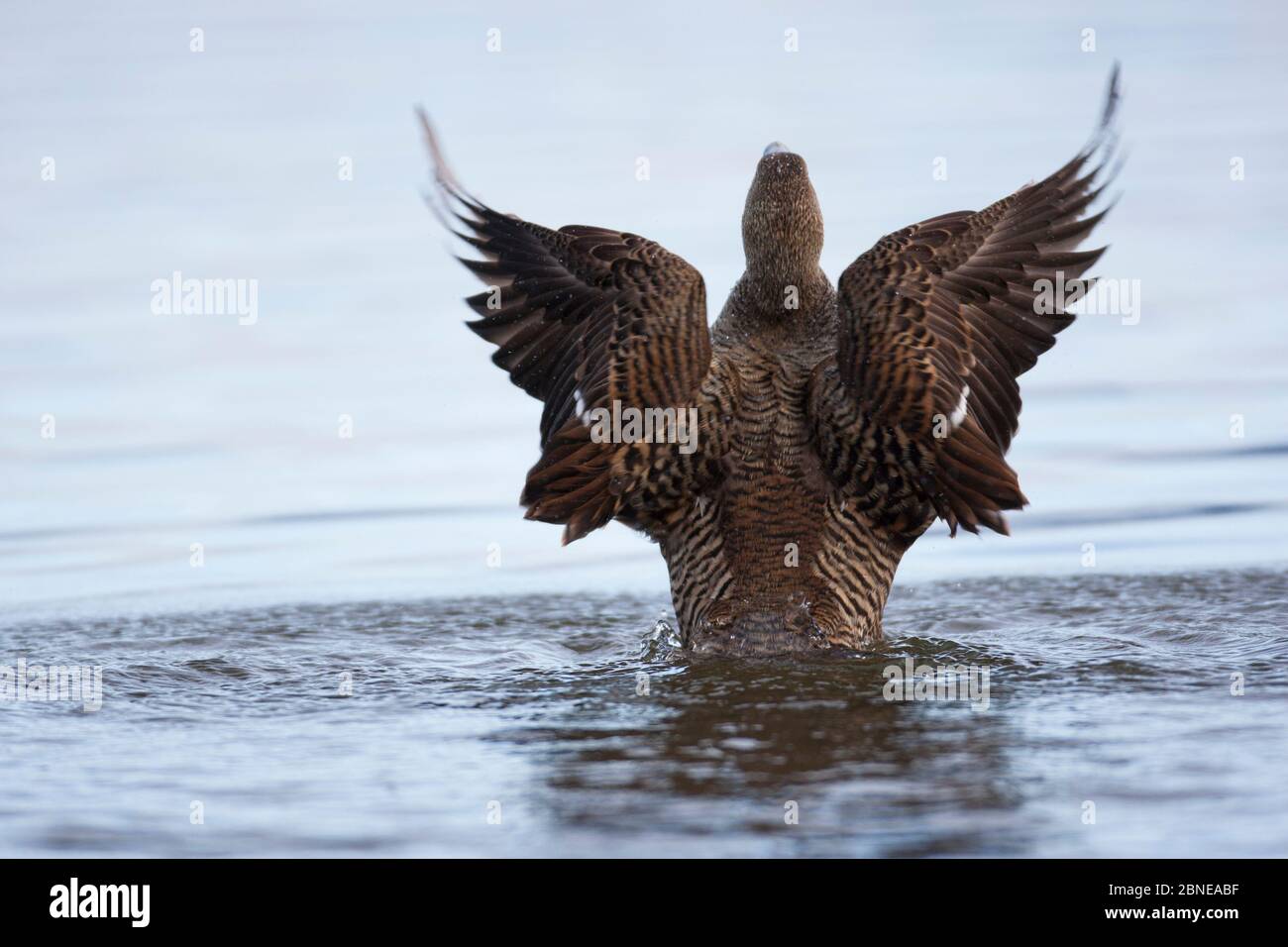 Common eider duck (Somateria mollissima) female flapping wings in water, West Fjords, Iceland ...