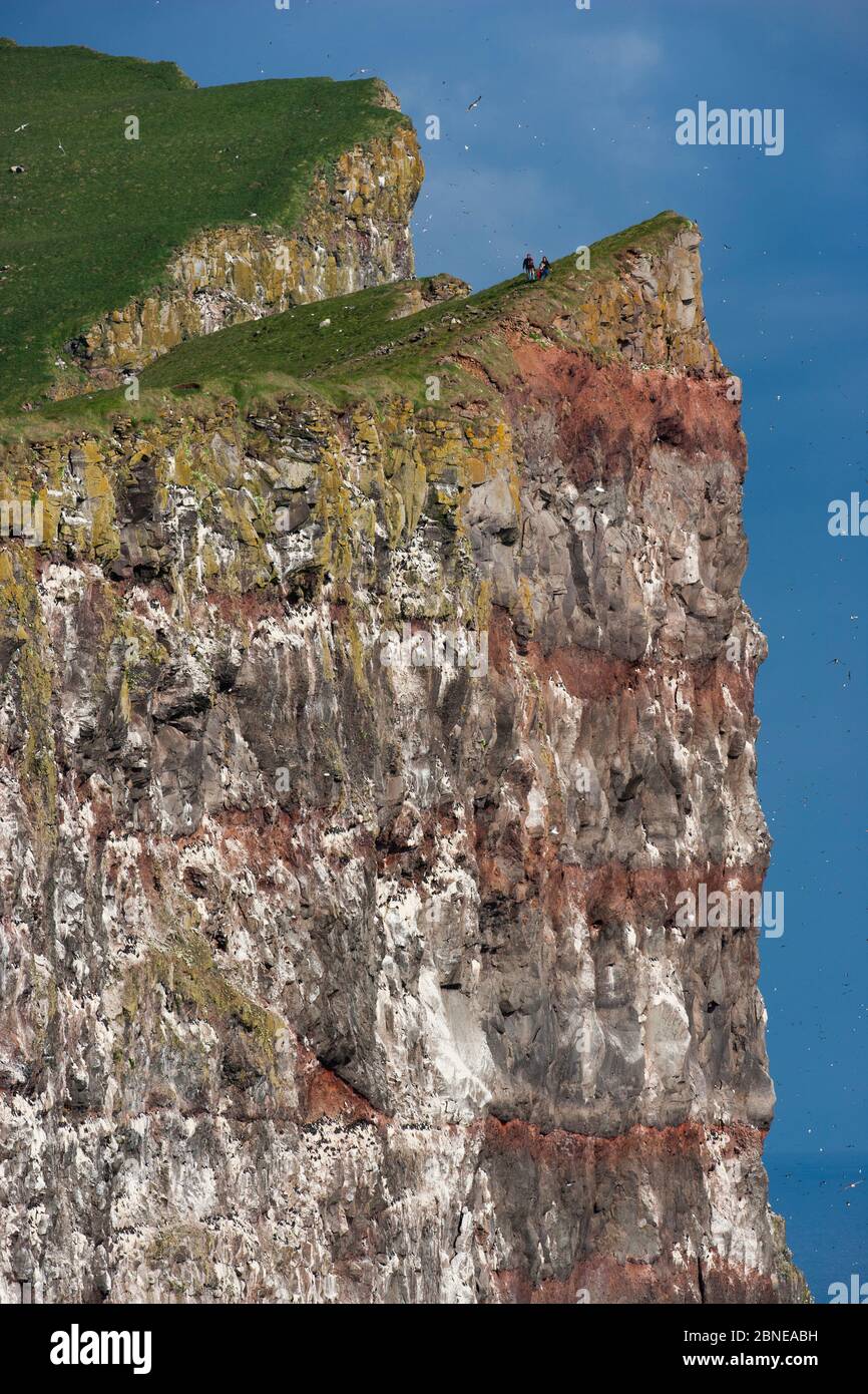 Seabirds nesting and flying past Latrabjarg cliff, with people on cliff ...