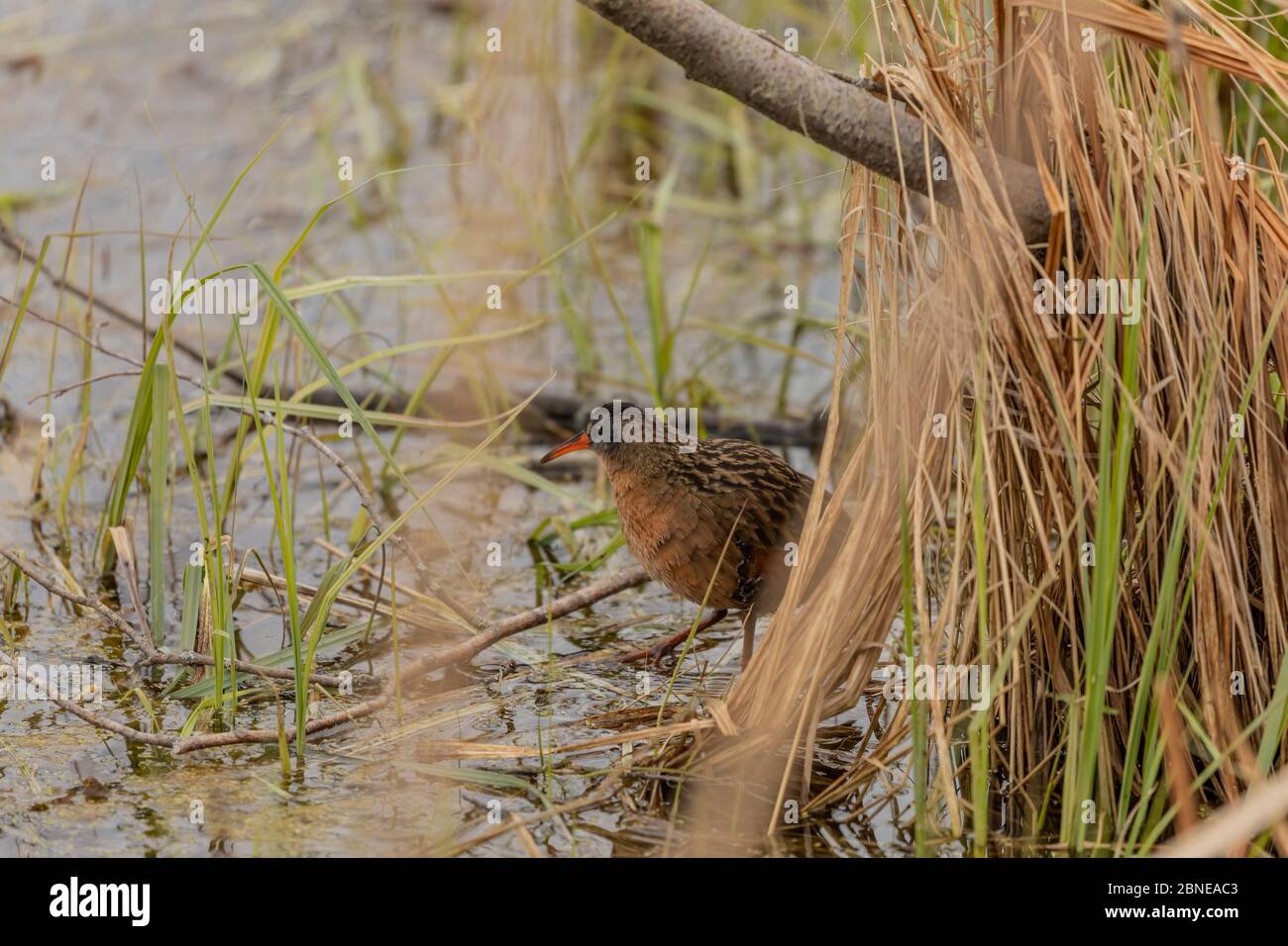 Most common birds in virginia hi-res stock photography and images - Alamy
