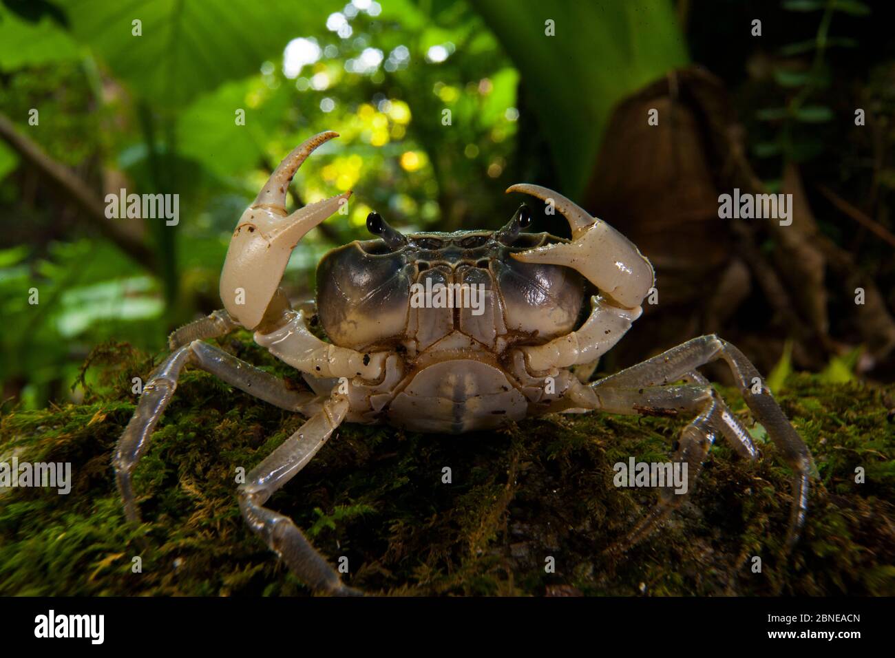 Freshwater crab with pincers raised, on forest floor, Yakushima Island ...