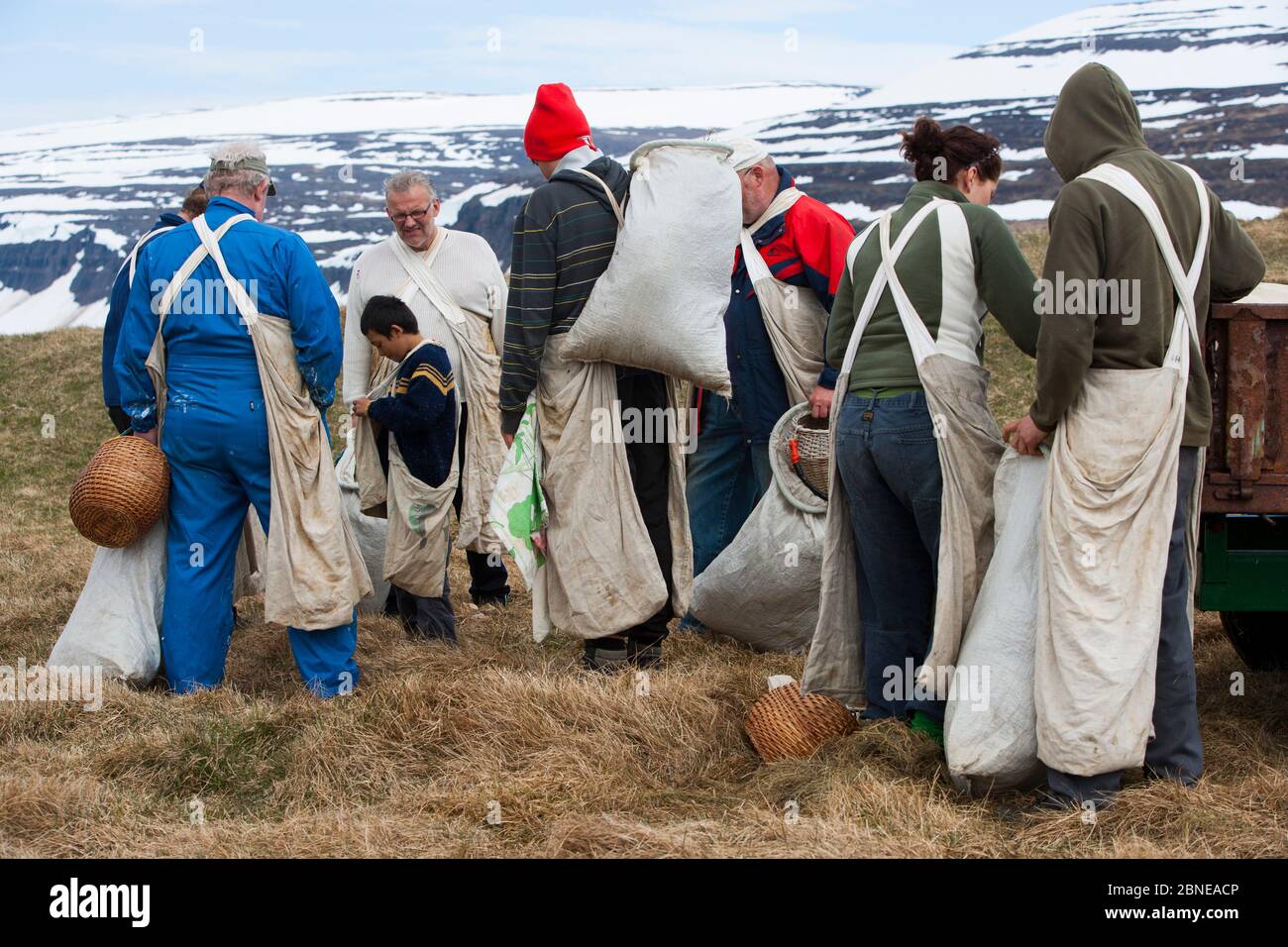 People collecting Common eider duck (Somateria mollissima) down ...