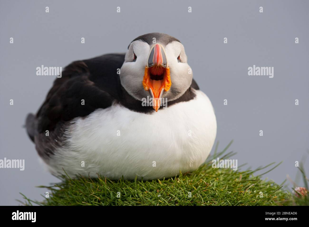 Atlantic puffin (Fratercula arctica) portrait, with beak wide open ...