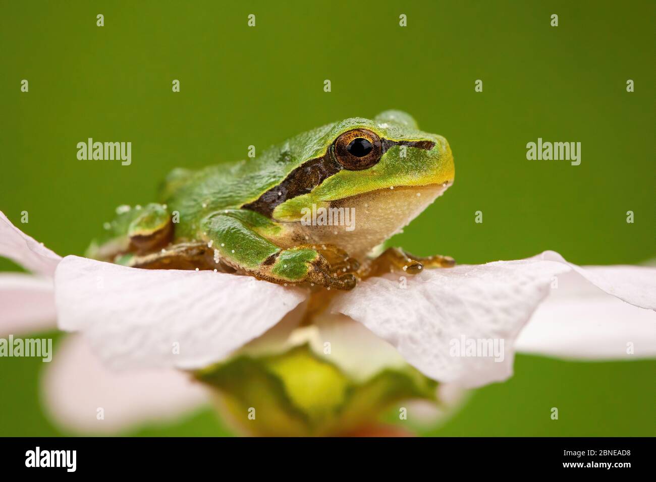 Little european tree frog sitting in flower head in summer nature Stock ...