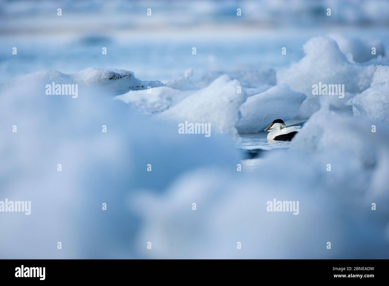Male Common eider duck (Somateria mollissima) on a glacial lake amongst ...