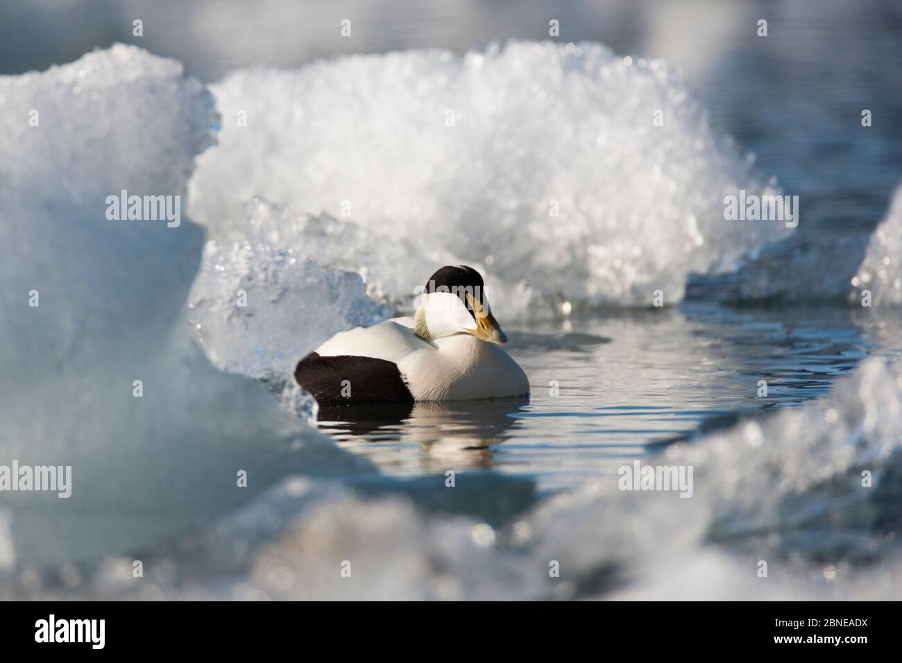 Male Common eider duck (Somateria mollissima) swimming between ice on a ...