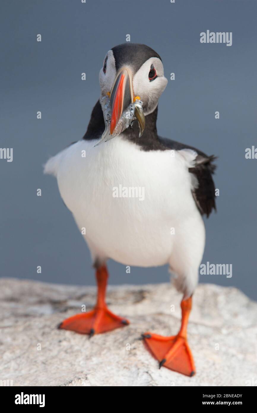 Atlantic puffin (Fratercula arctica) portrait, with a small amount fish ...
