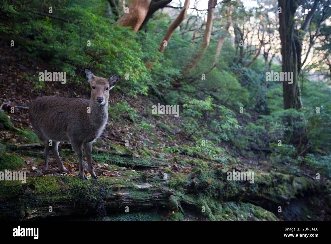 Sika deer (Cervus nippon) female, Yakushima Island, Japan, December ...