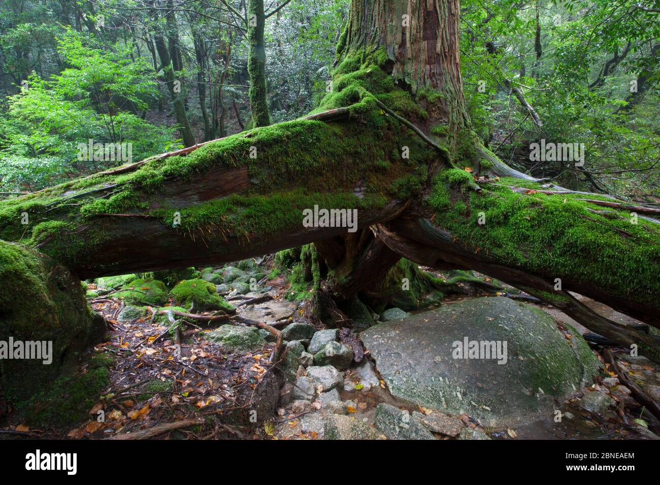 Base of tree with large low side branches in "Mononoke Forest", a ...