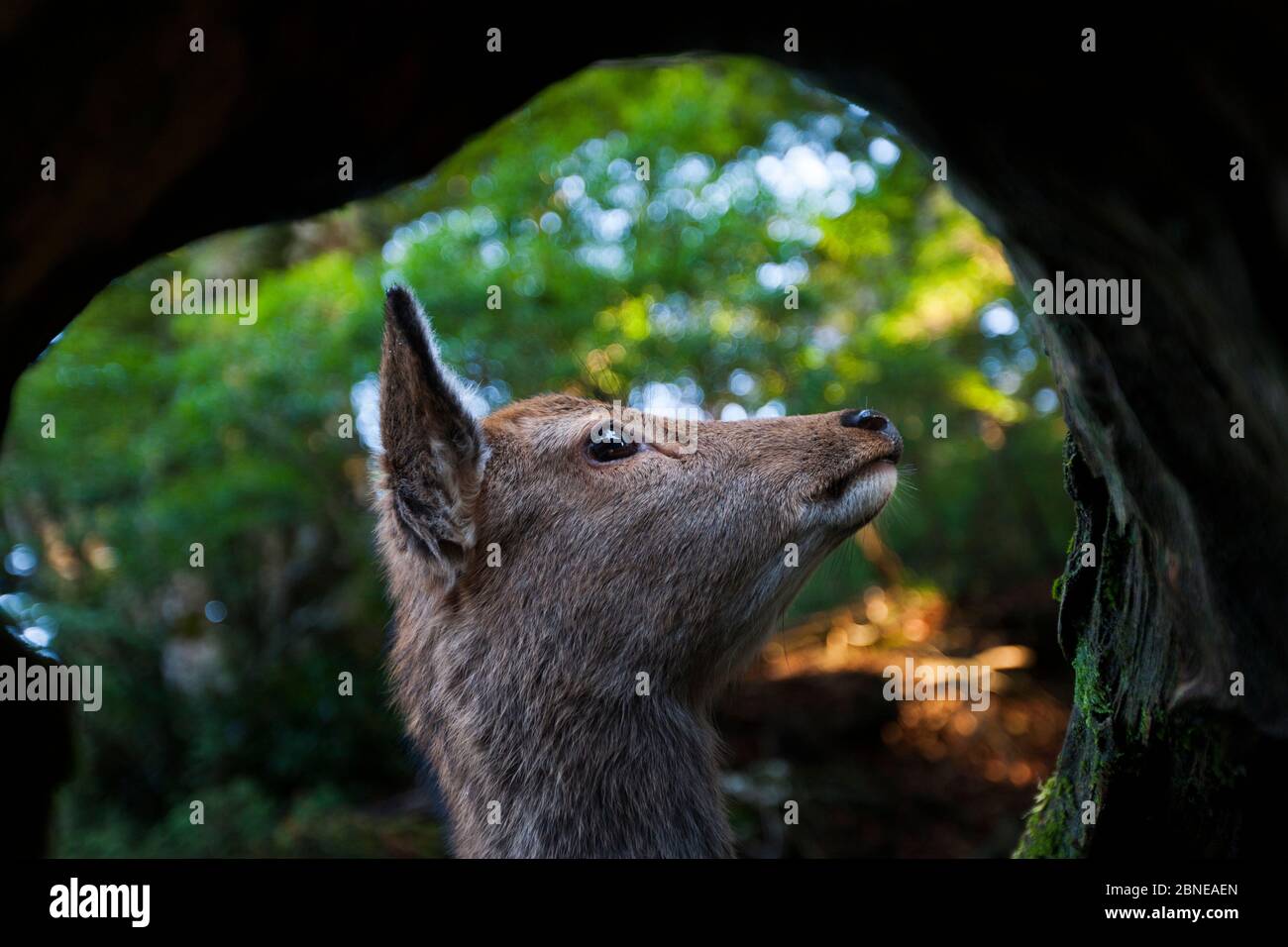 Female Sika deer (Cervus nippon) looking up, Yakushima Island, Japan ...