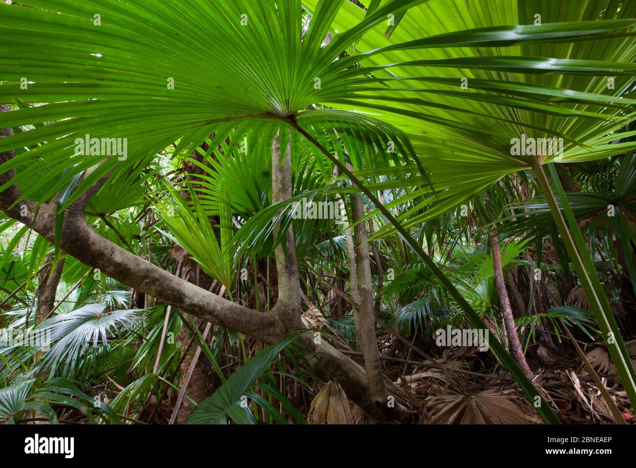 Palm tree (Trachycarpus fortunei) leaves and branches viewed from below ...