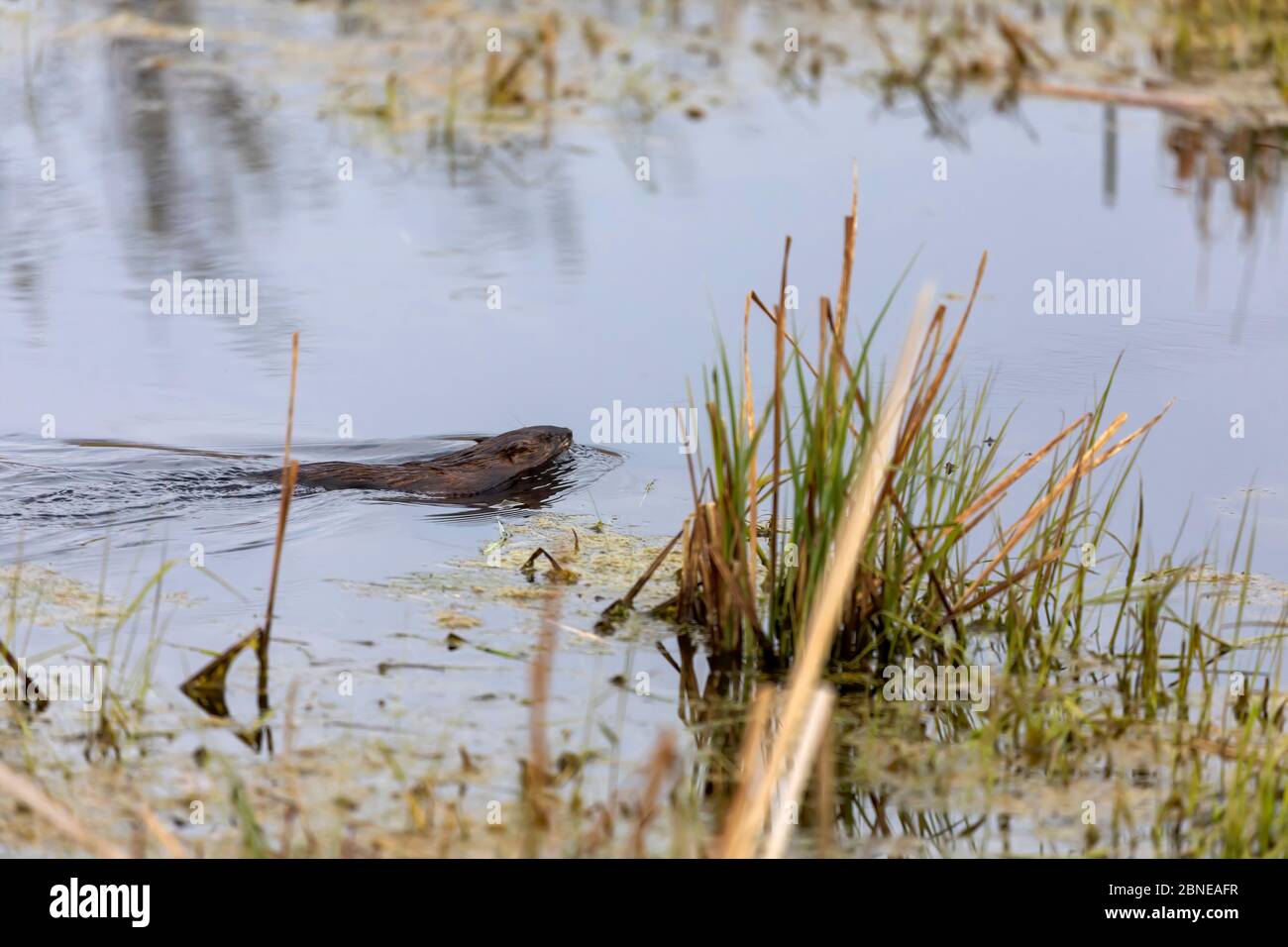 Semiaquatic rodent native to north america hi-res stock photography and ...