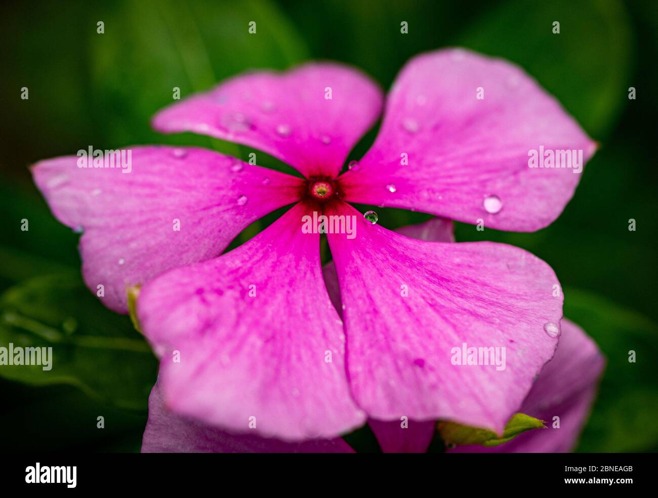 Closeup shot pink periwinkle hi-res stock photography and images - Alamy