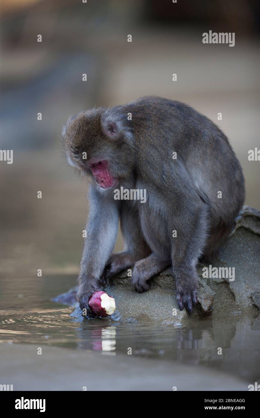 Japanese Macaque Potato Washing