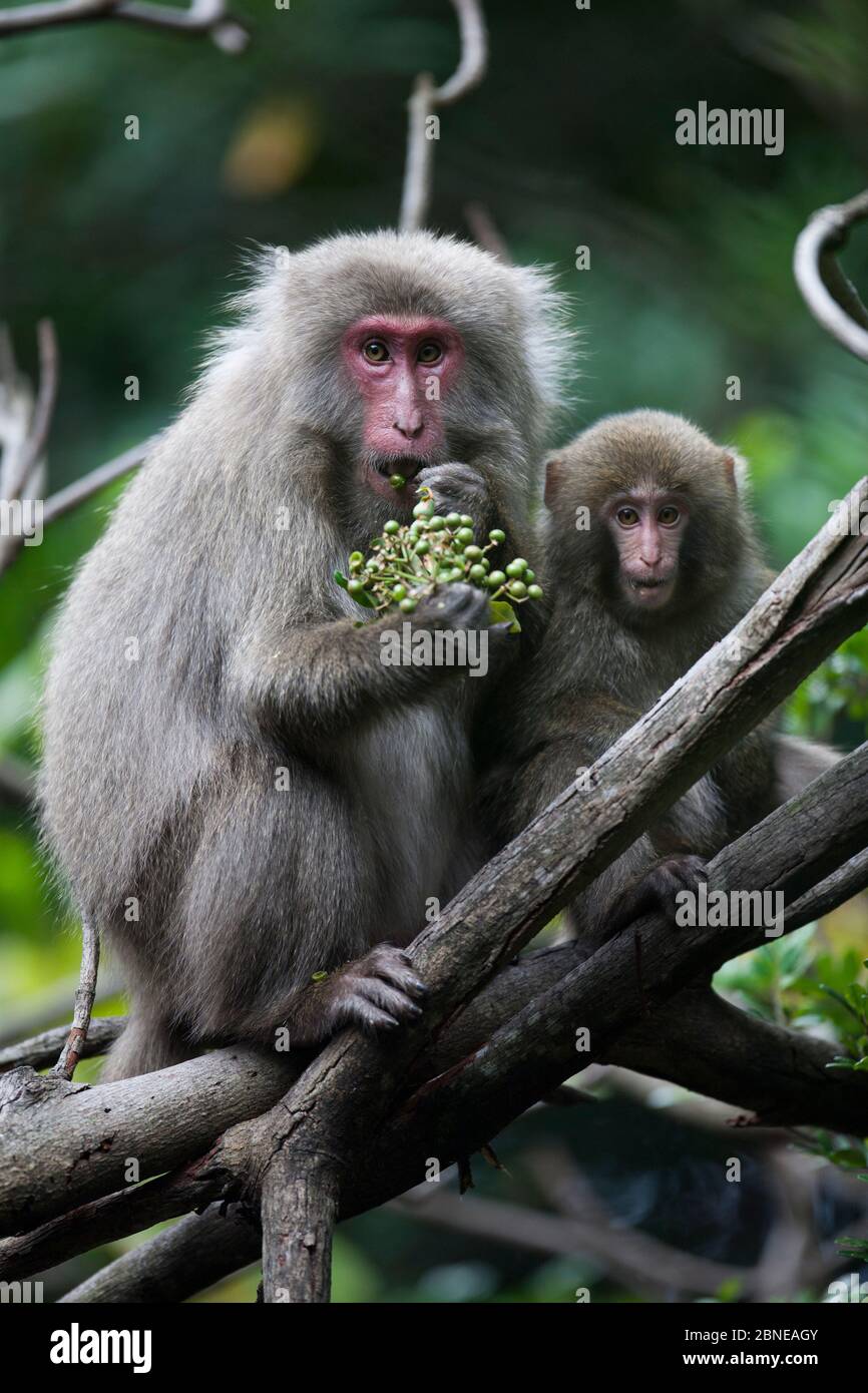 Female Japanese macaque (Macaca fuscata) feeding on fruit with young ...