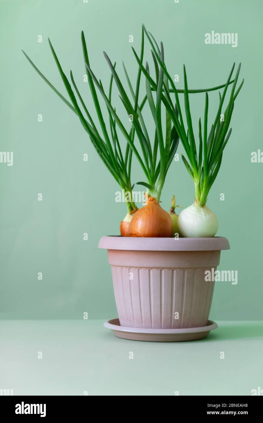 Green onion leaves hi-res stock photography and images - Alamy