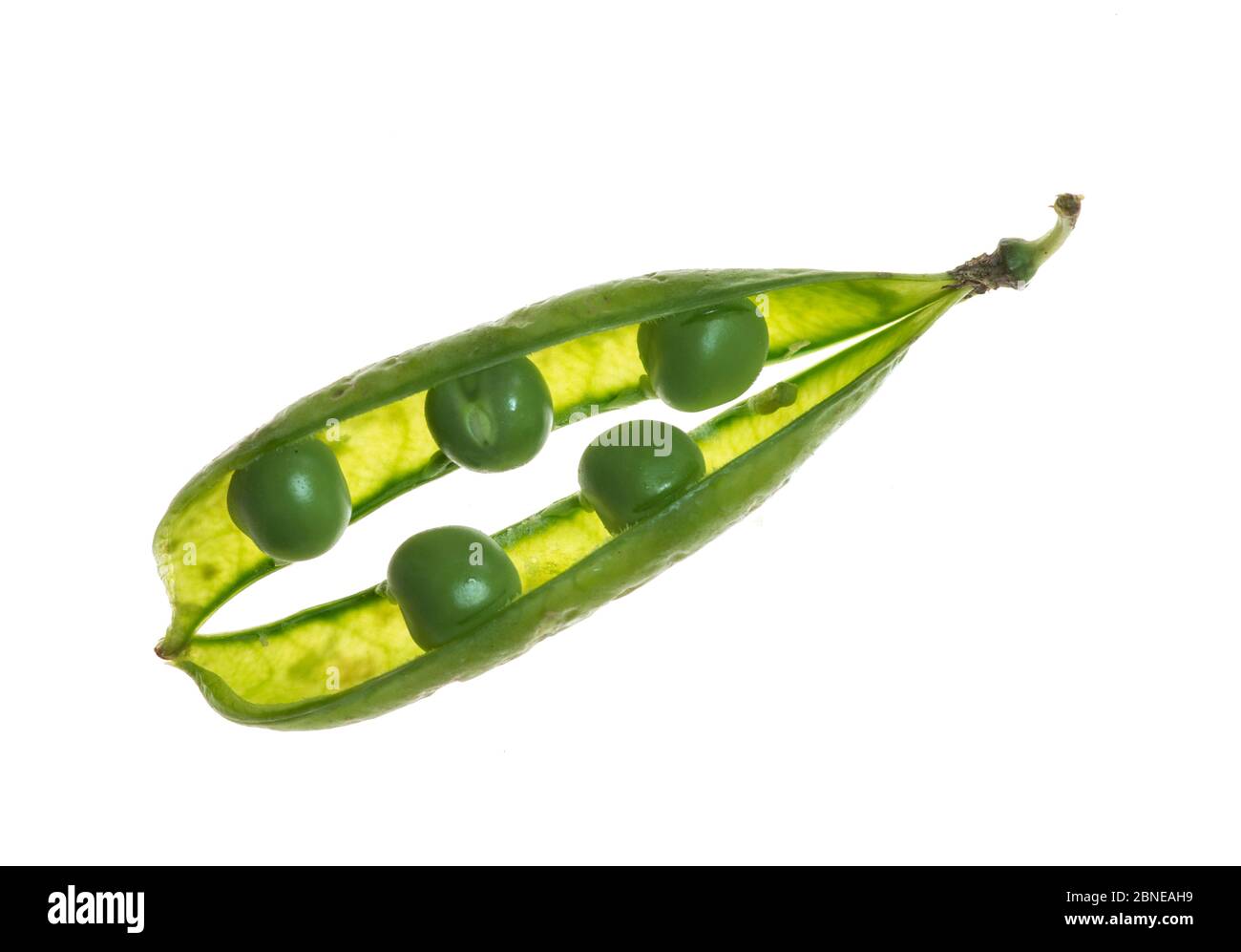 Common Peas (Pisum sativum) in pod showing alternate packing ...