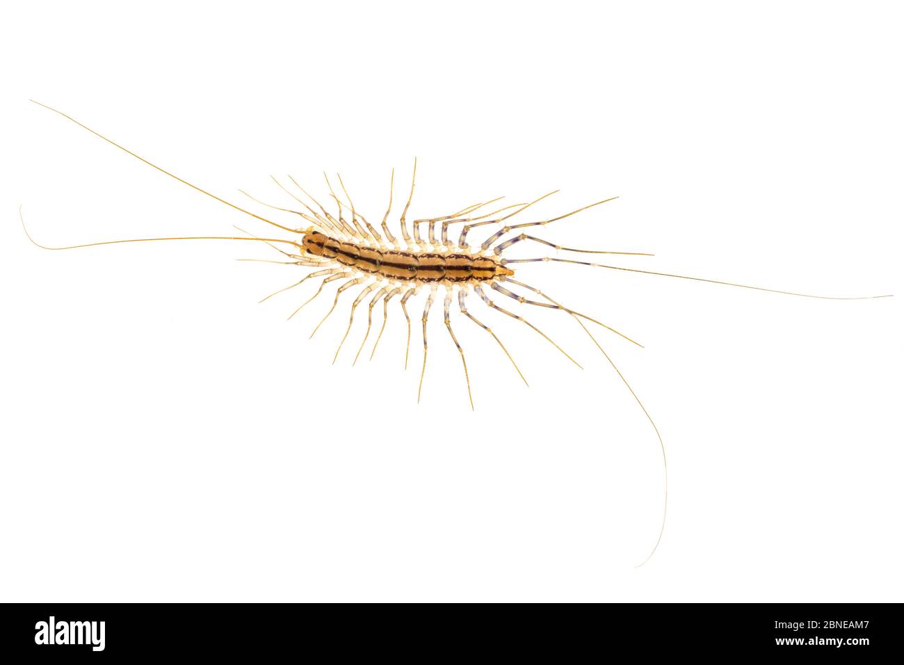 House centipede scutigera coleoptrata Cut Out Stock Images & Pictures ...