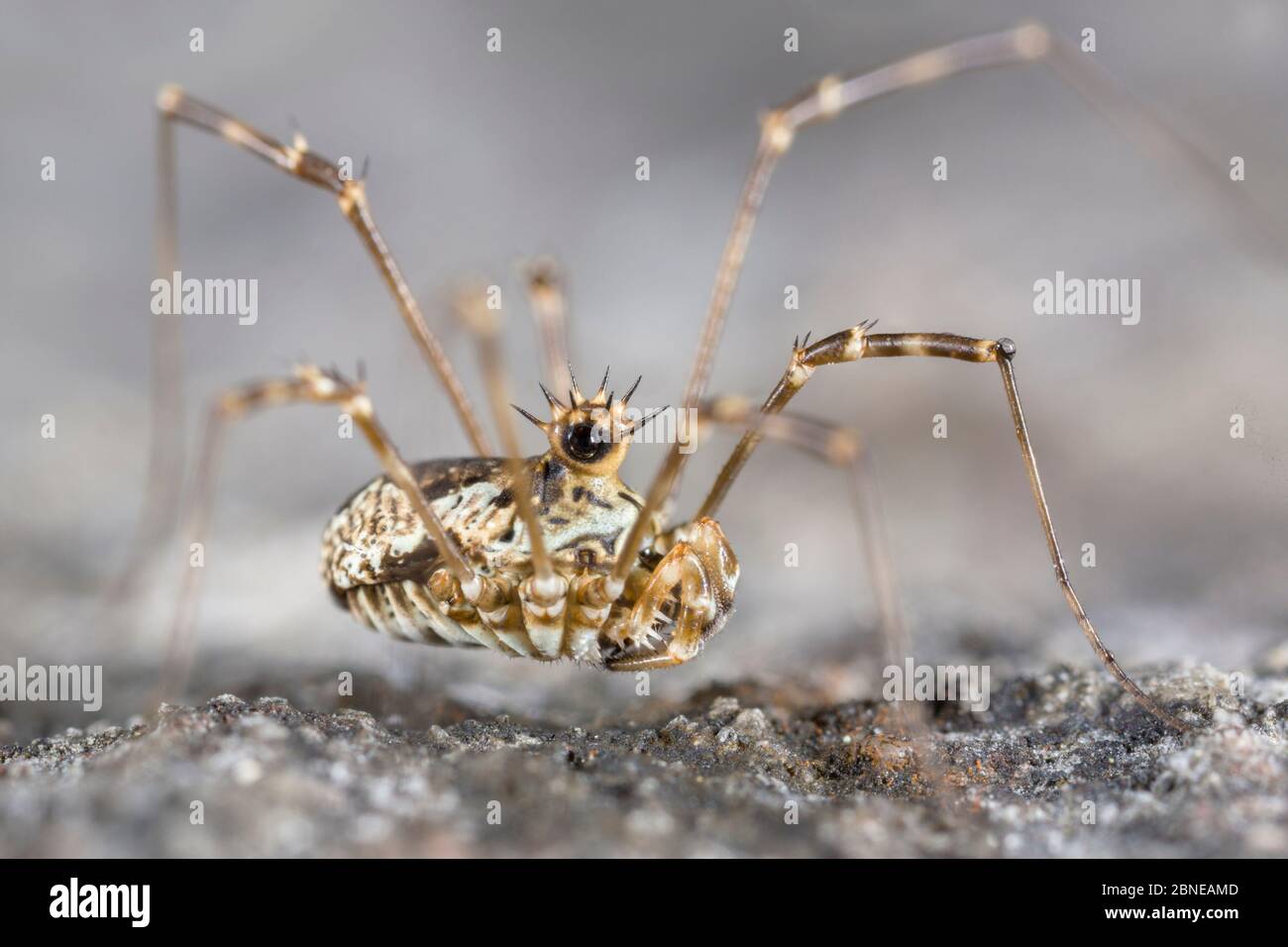 Spiny-headed harvestman (Megabunus diadema) showing prominent spines ...