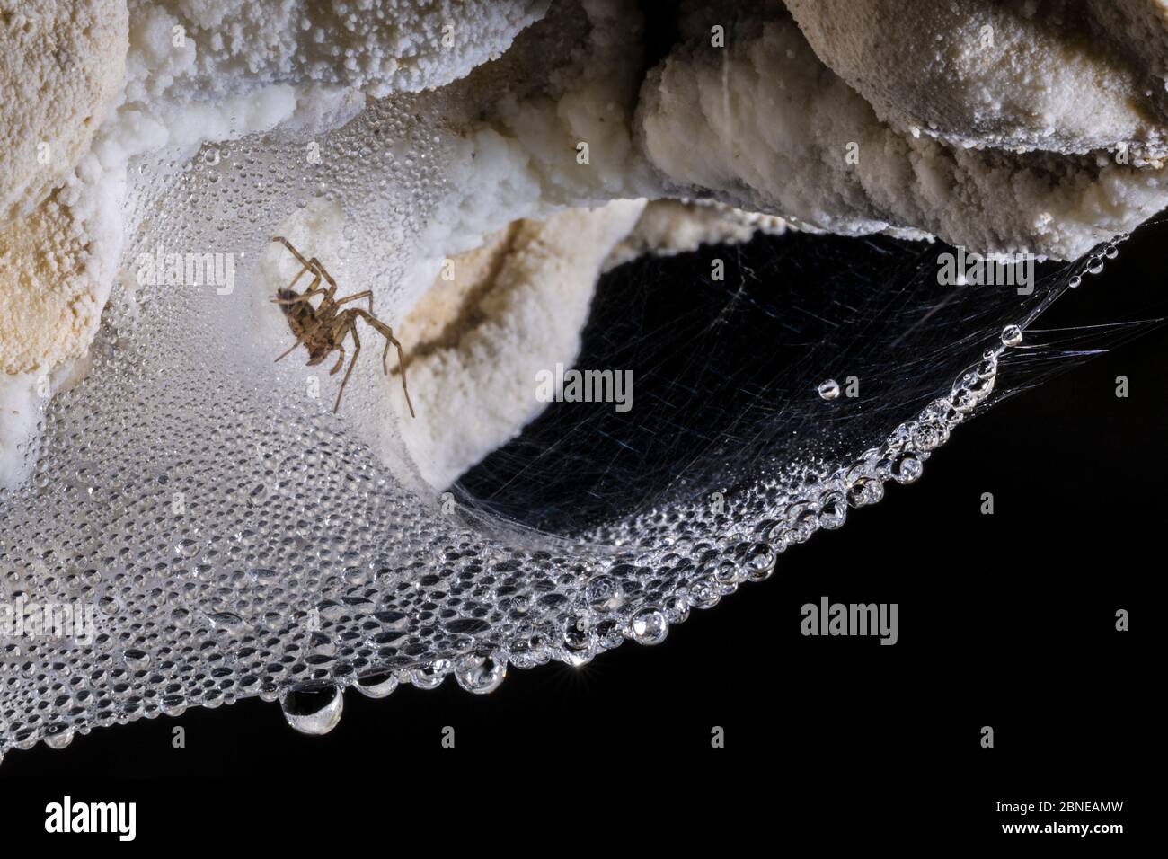 Spiders cave hi-res stock photography and images - Alamy