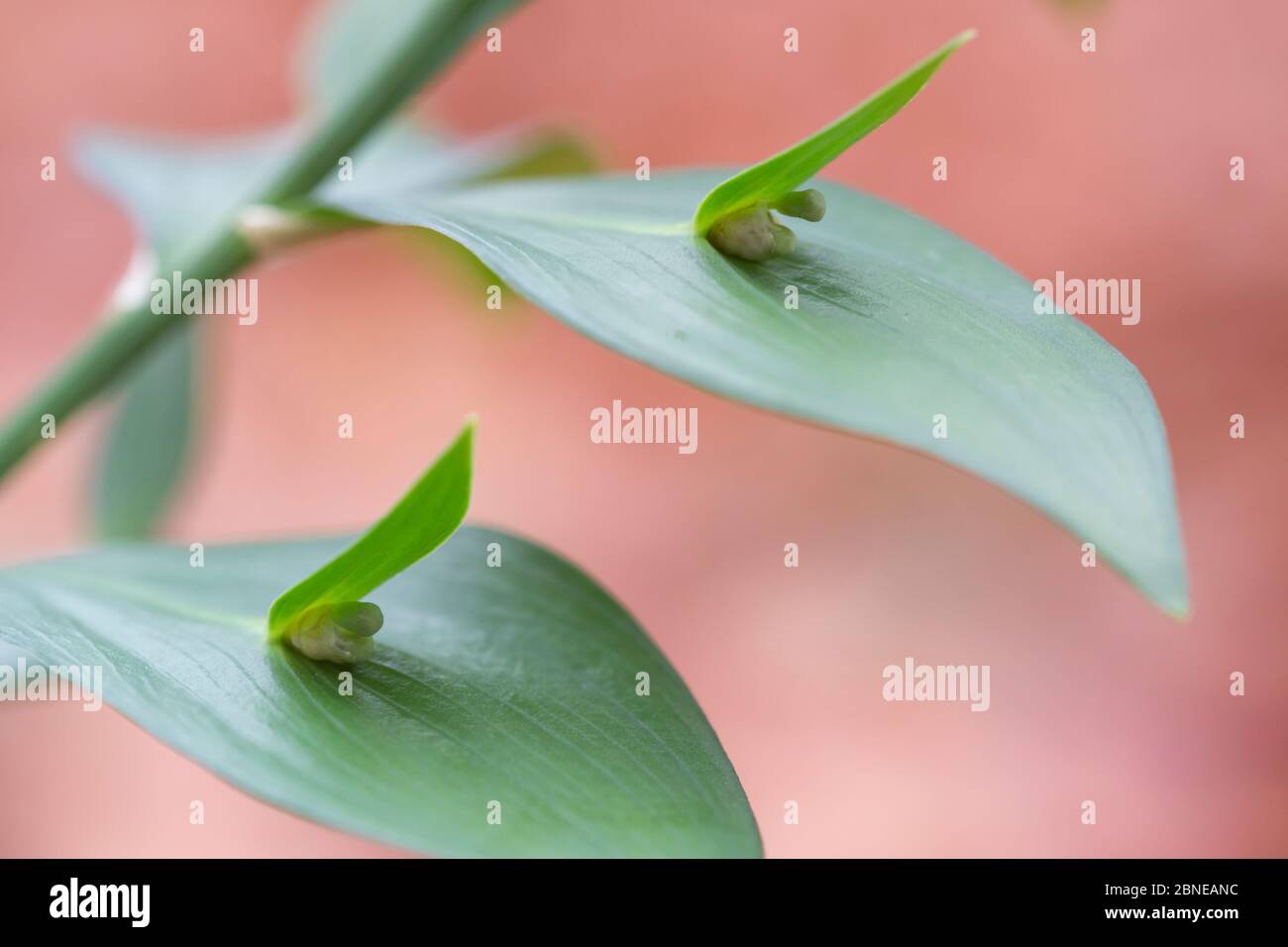 Cladode hi-res stock photography and images - Alamy