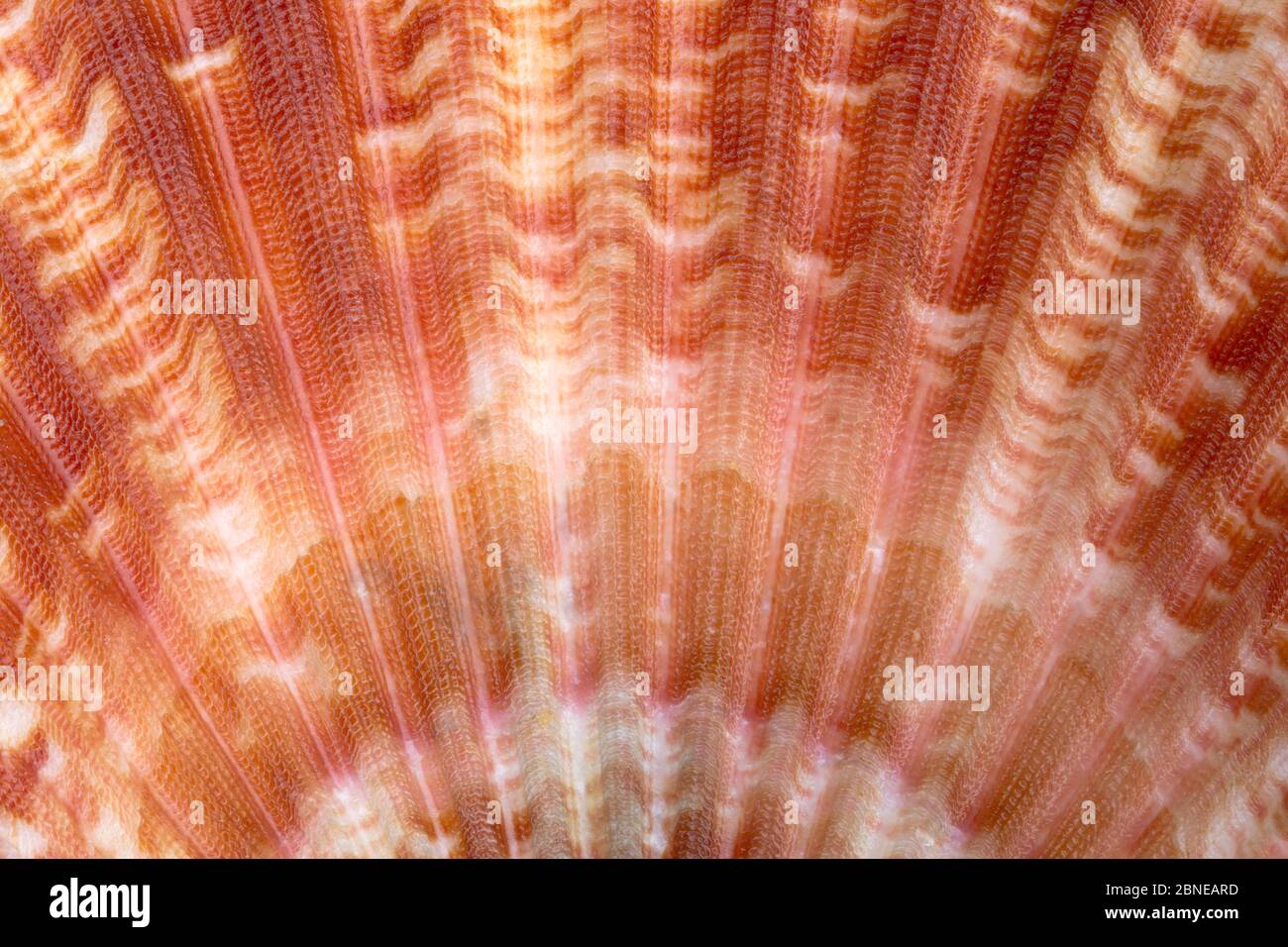 Detail of Queen scallop shell (Aequipecten / Chlamys opercularis ...