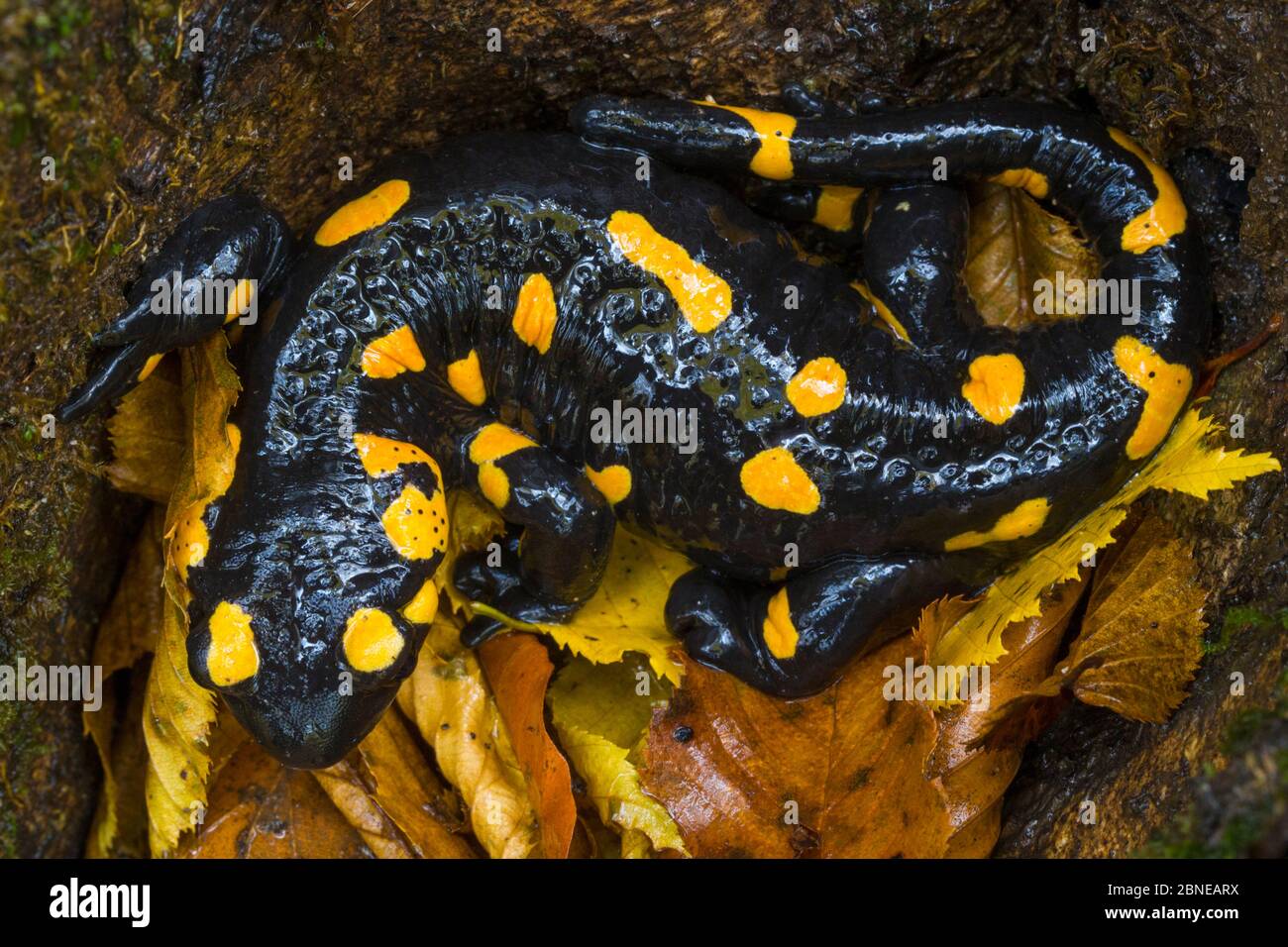 Fire / European salamander (Salamandra salamandra) Plitvice Lakes ...