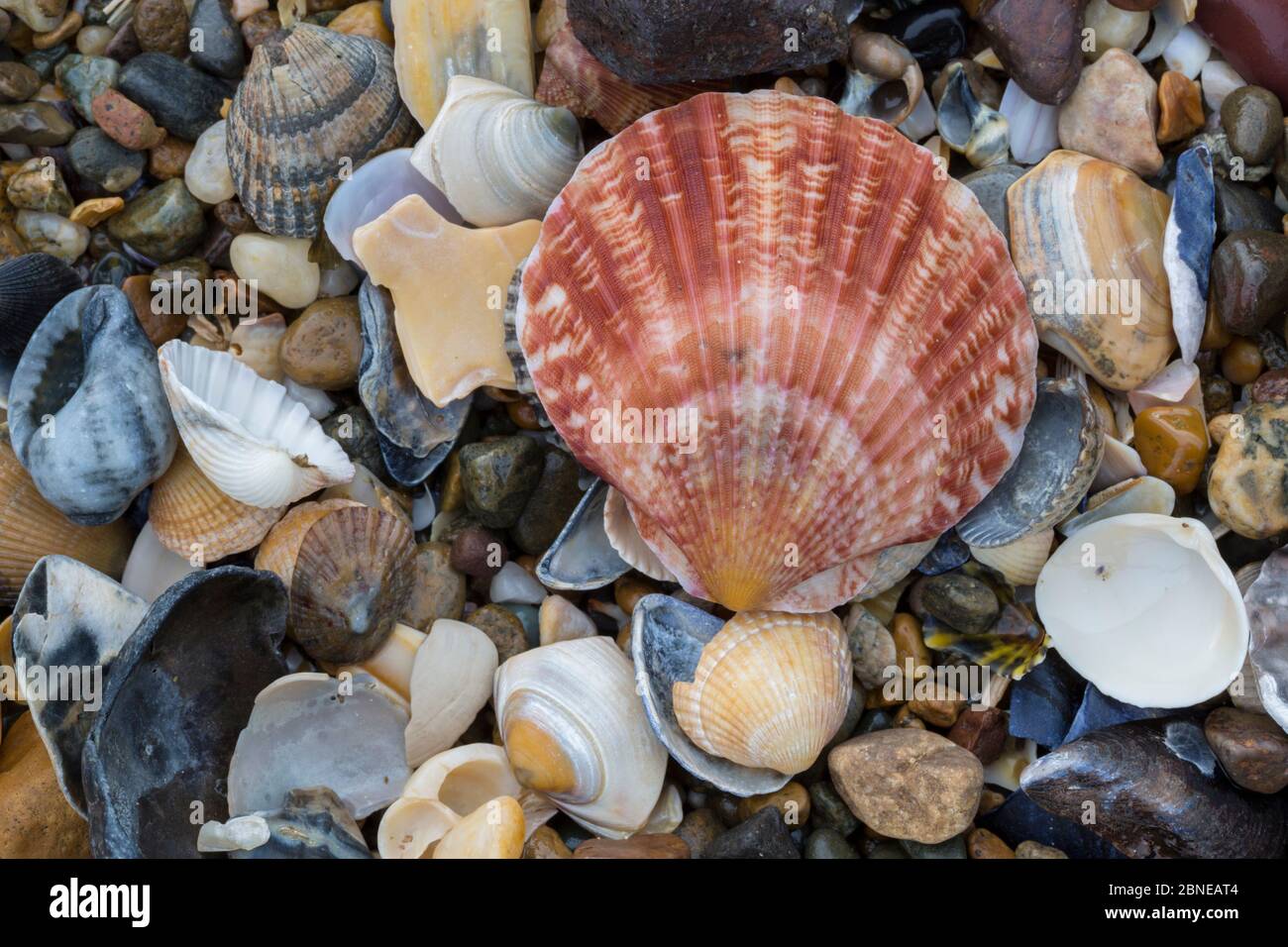 Queen scallop hi-res stock photography and images - Alamy