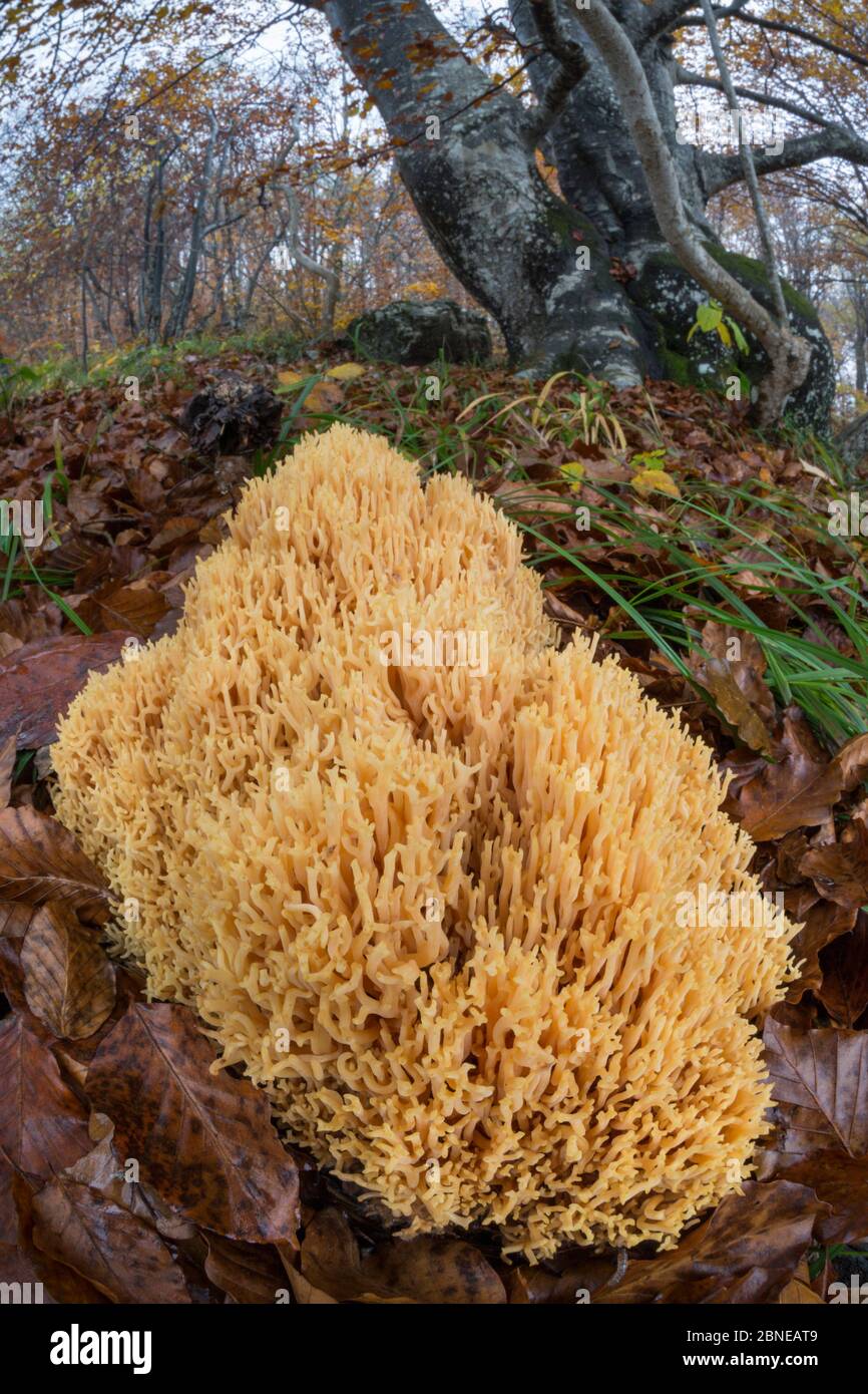 Upright coral fungus (Ramaria stricta) Plitvice Lakes National Park ...