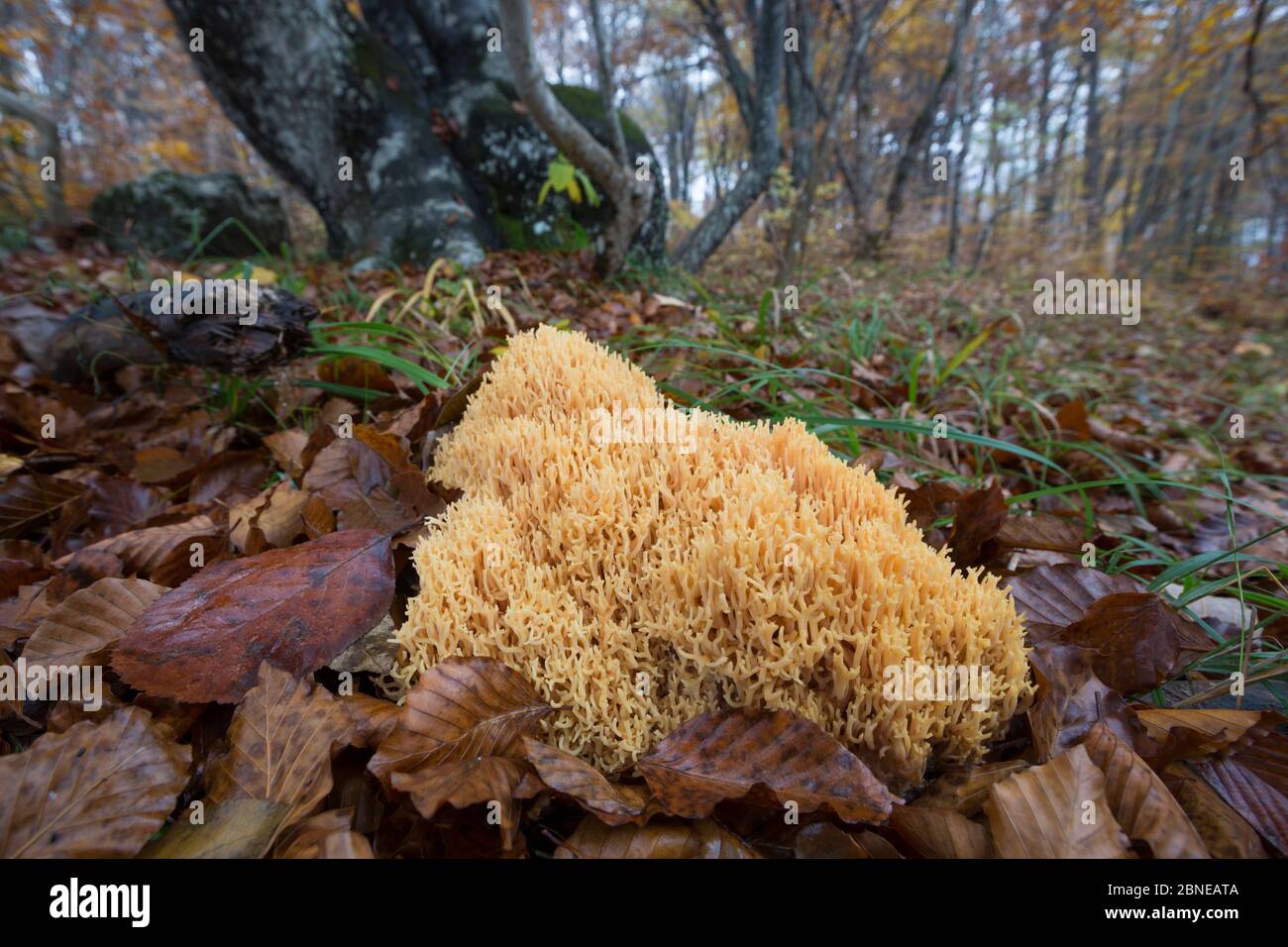 Upright coral fungus (Ramaria stricta) Plitvice Lakes National Park ...