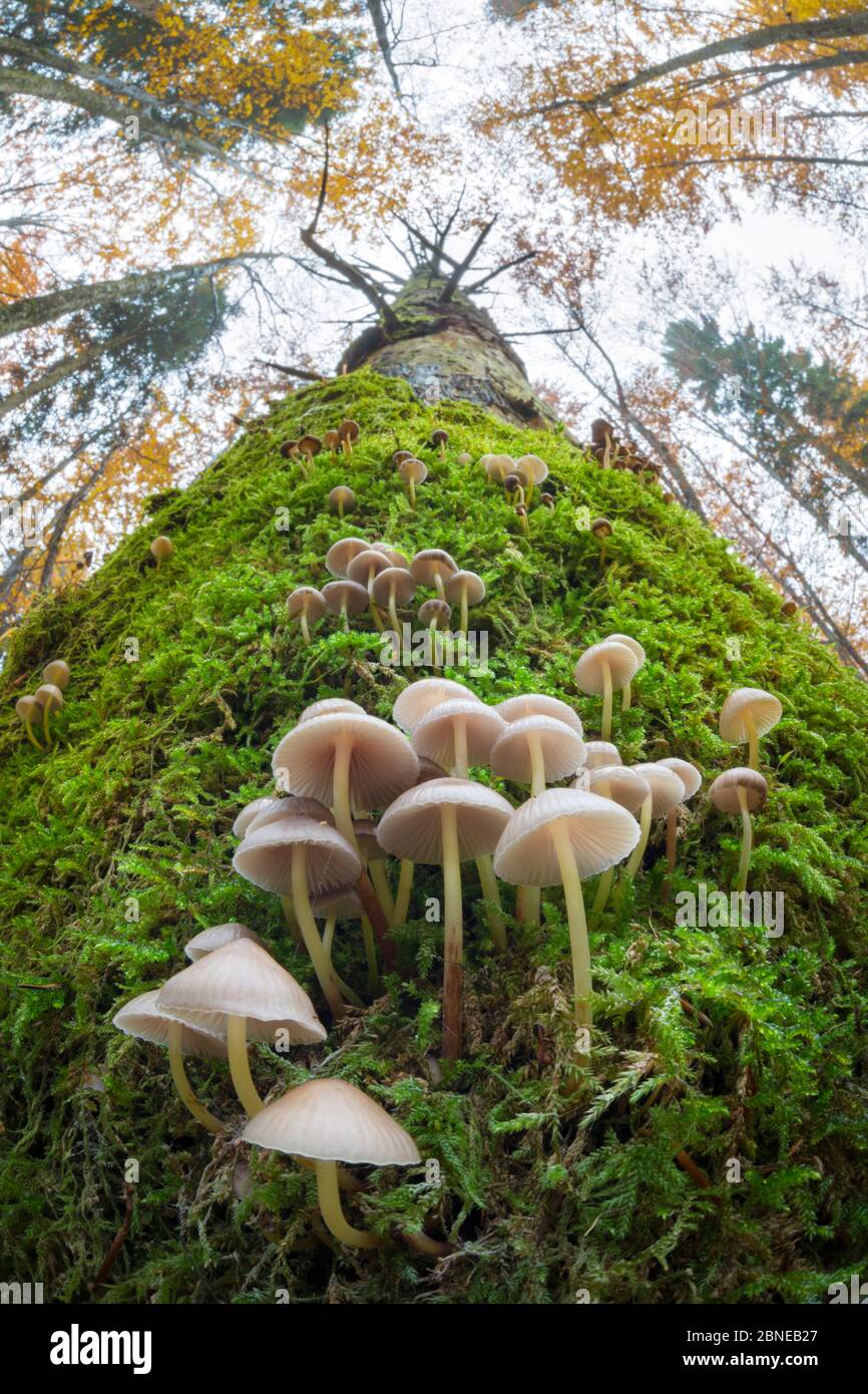 Toadstools (Mycena sp.) growing on a dead conifer tree. Plitvice Lakes ...