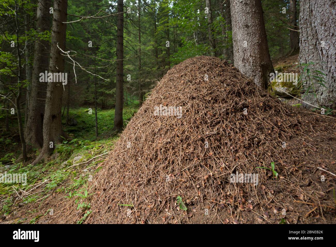 Wood Ant nest (Formica rufa) constructed from pine needles and other ...