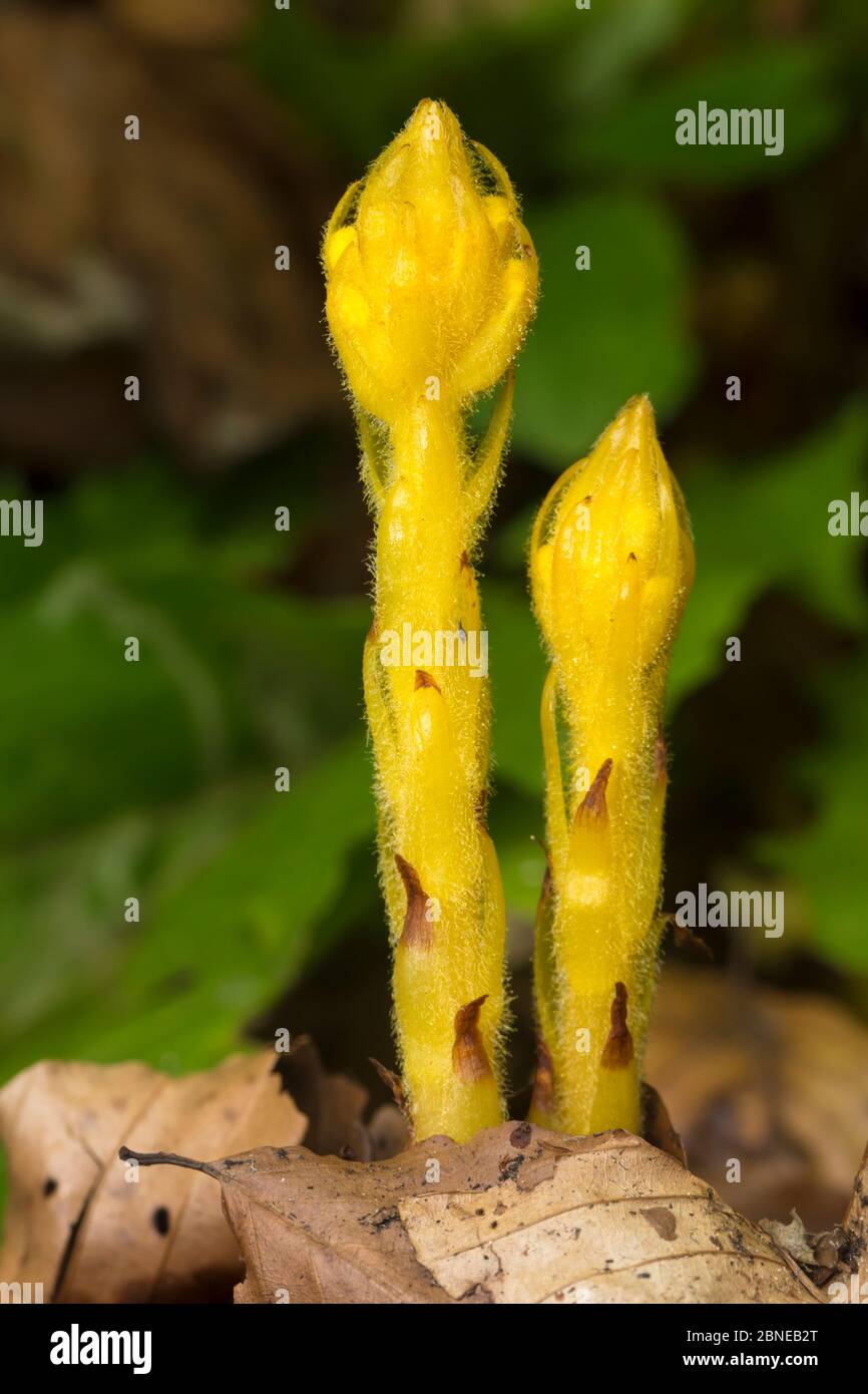 Yellow Broomrape (Orobanche flava) in flower, parasitic plant, Julian ...