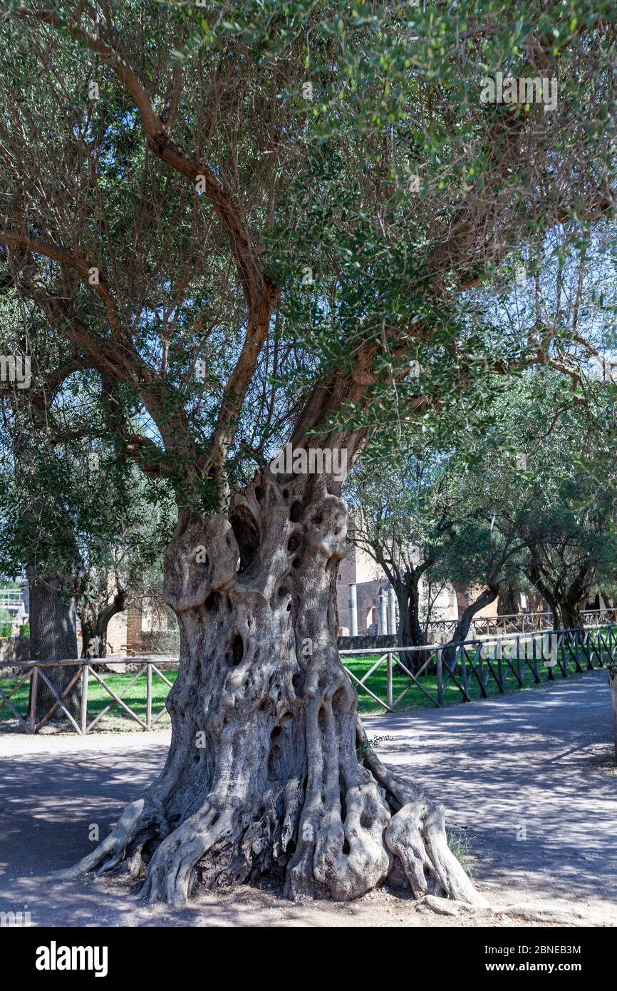 Ancient olive tree in Villa Adriana , Hadrian's Villa, Tivoli, Italy ...