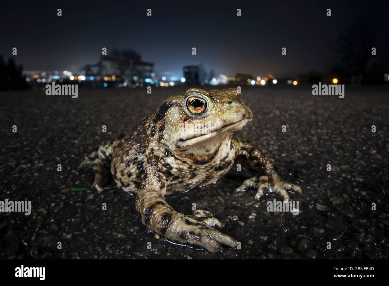 Common toad (Bufo bufo) with urban lights behind, Bristol, UK. March ...