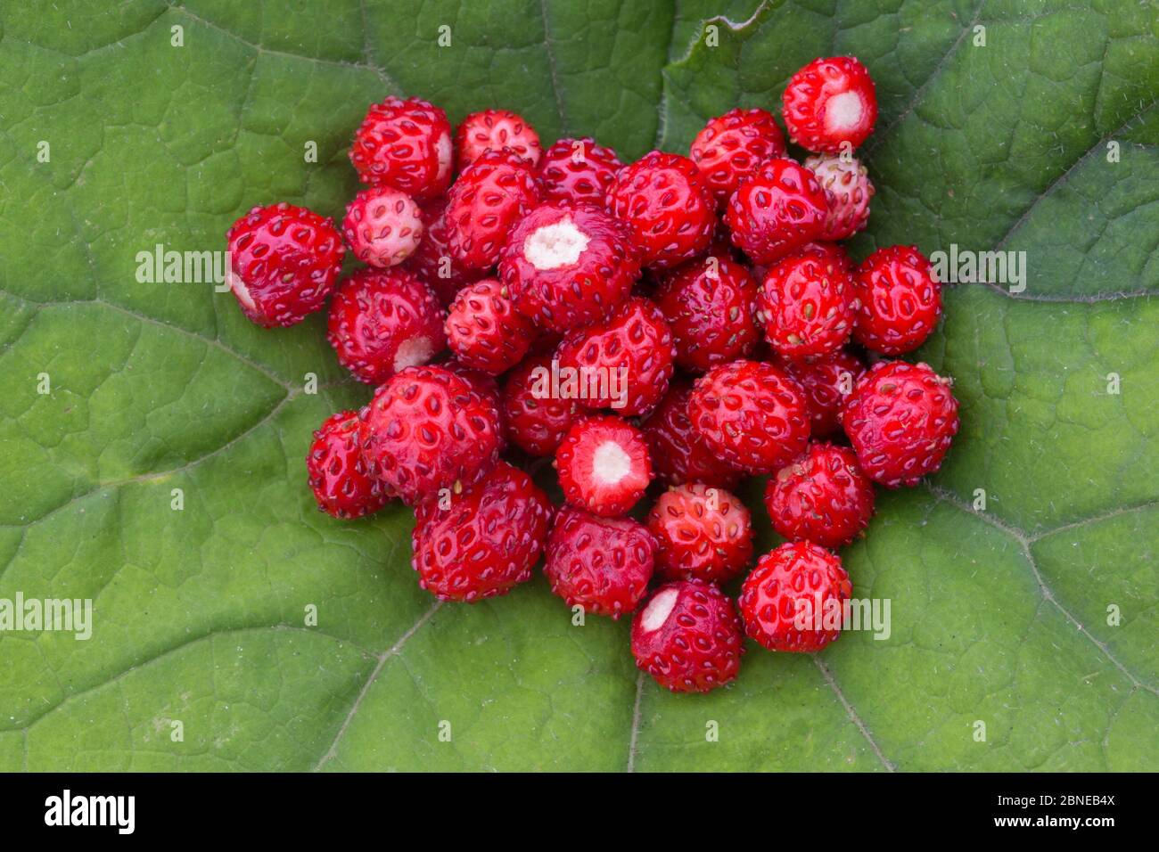 Fragaria chinensis hi-res stock photography and images - Alamy