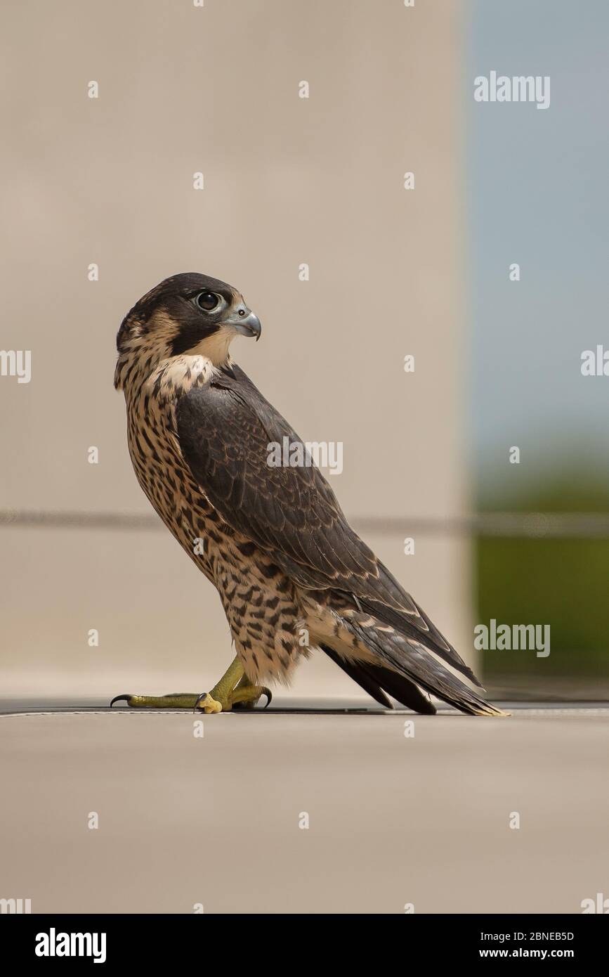 Juvenile peregrine falcon hi-res stock photography and images - Alamy