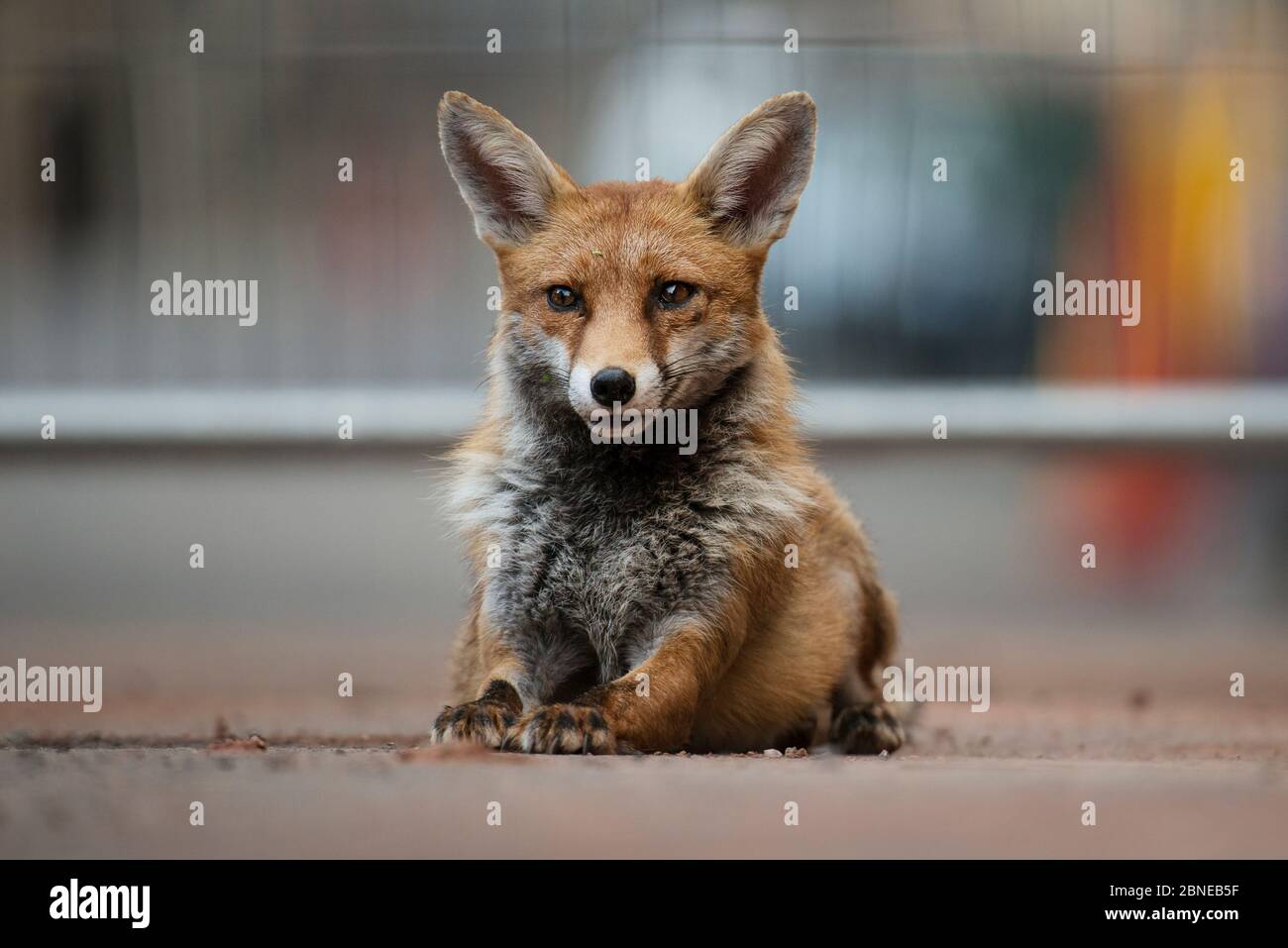 Red fox vixen hi-res stock photography and images - Alamy
