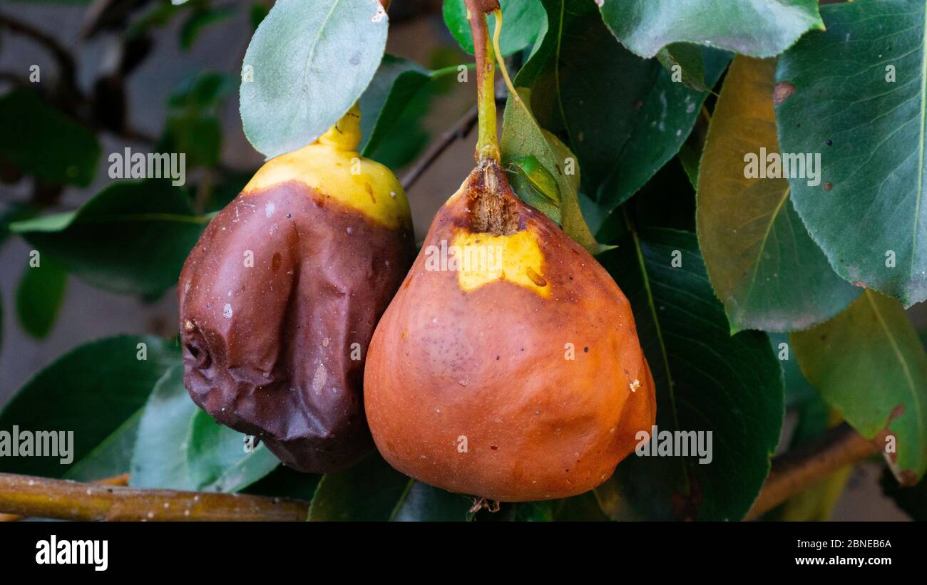 Two spoiled fruits of a pear hangs on a branch Stock Photo - Alamy