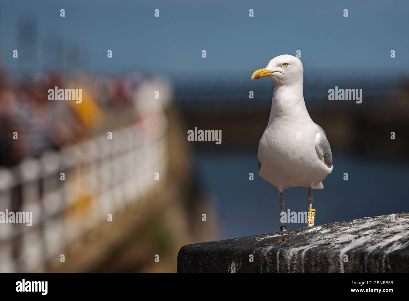 Darvic ring hi-res stock photography and images - Alamy