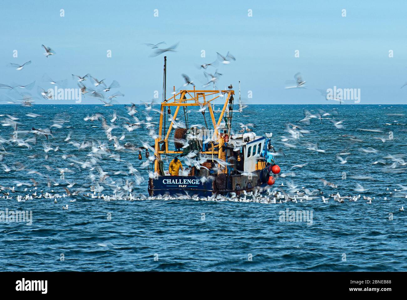 Gulls (Larus sp) feeding on discarded fish guts behind fishing boat ...
