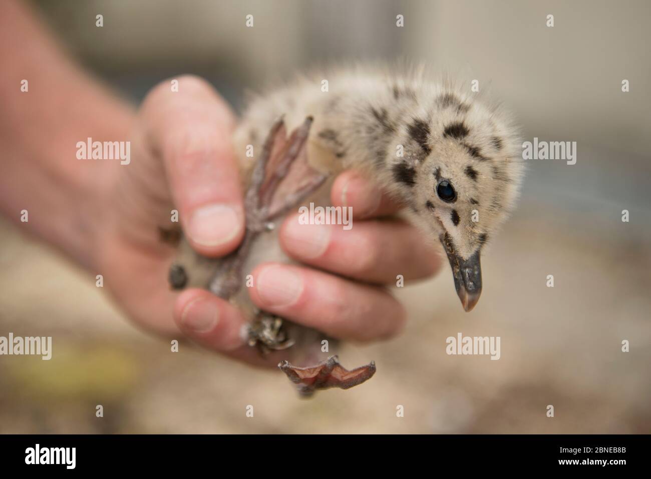 Herring gull chick (Larus argentatus) in human hand. Bristol, UK. June ...