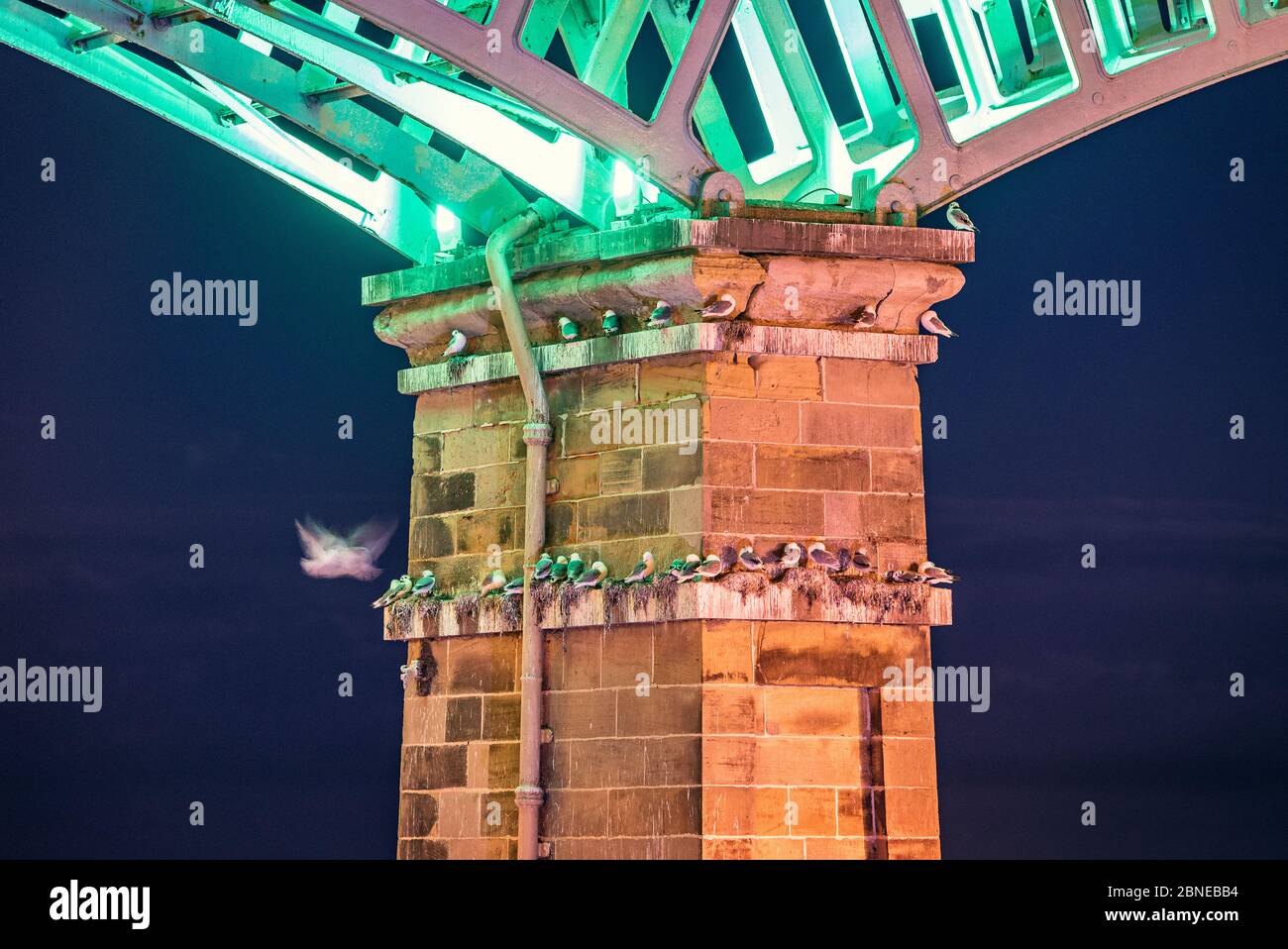 Kittiwakes bridge hi-res stock photography and images - Alamy