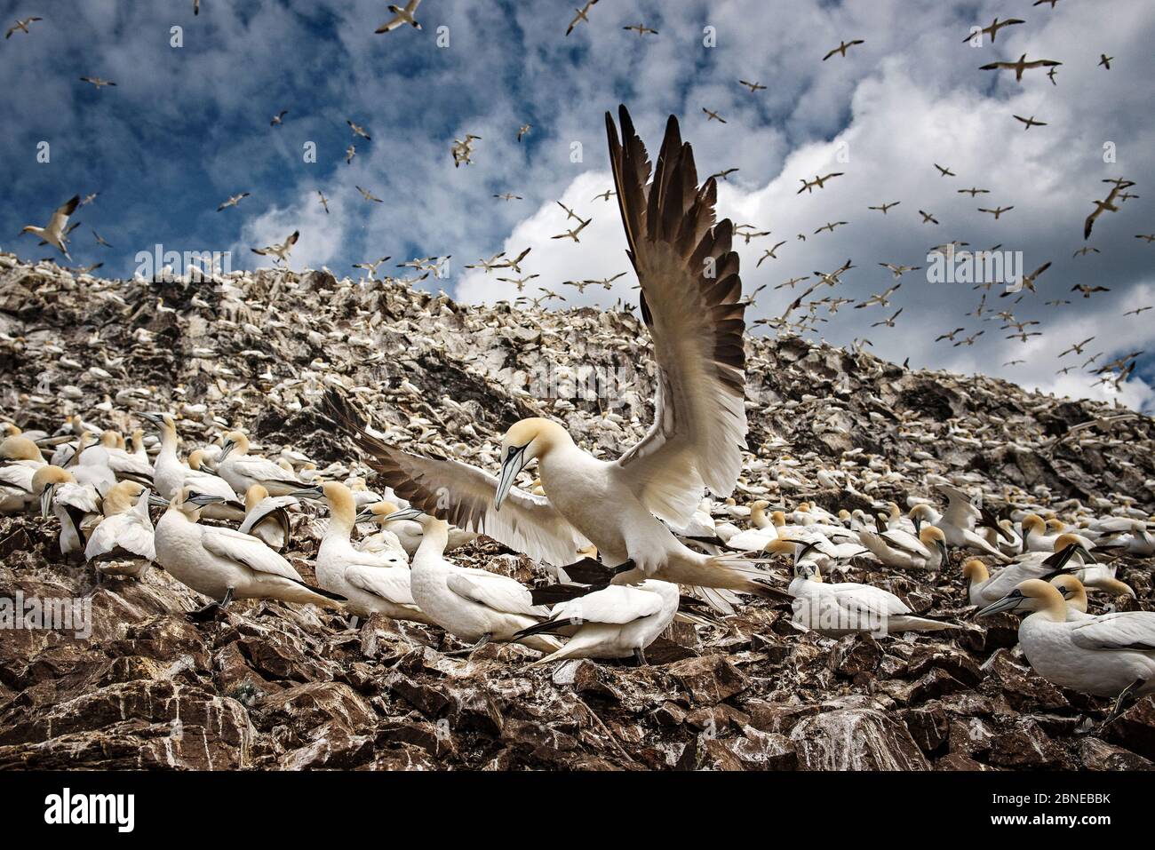 Colony of birds hi-res stock photography and images - Alamy