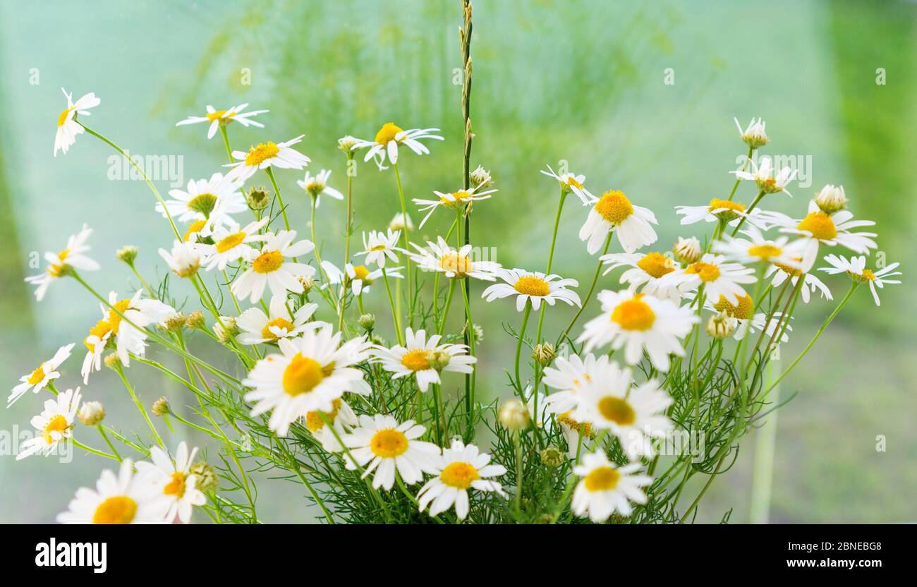 Pictures Of Nature Scenes Of Flowers