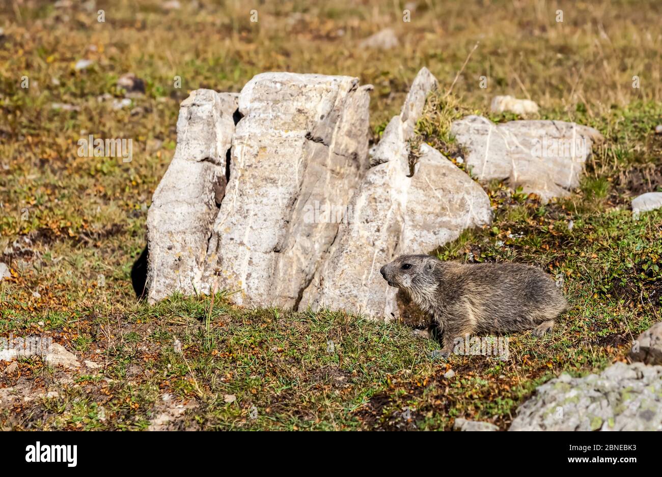 Alpine Marmot In The French Alps High Resolution Stock Photography and ...