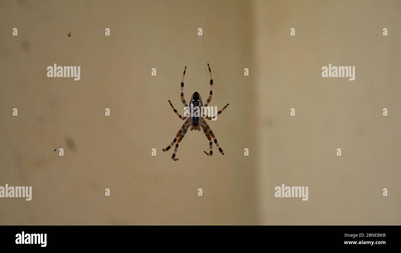 Shot of a European garden spider. Negative space. Copy space for text ...