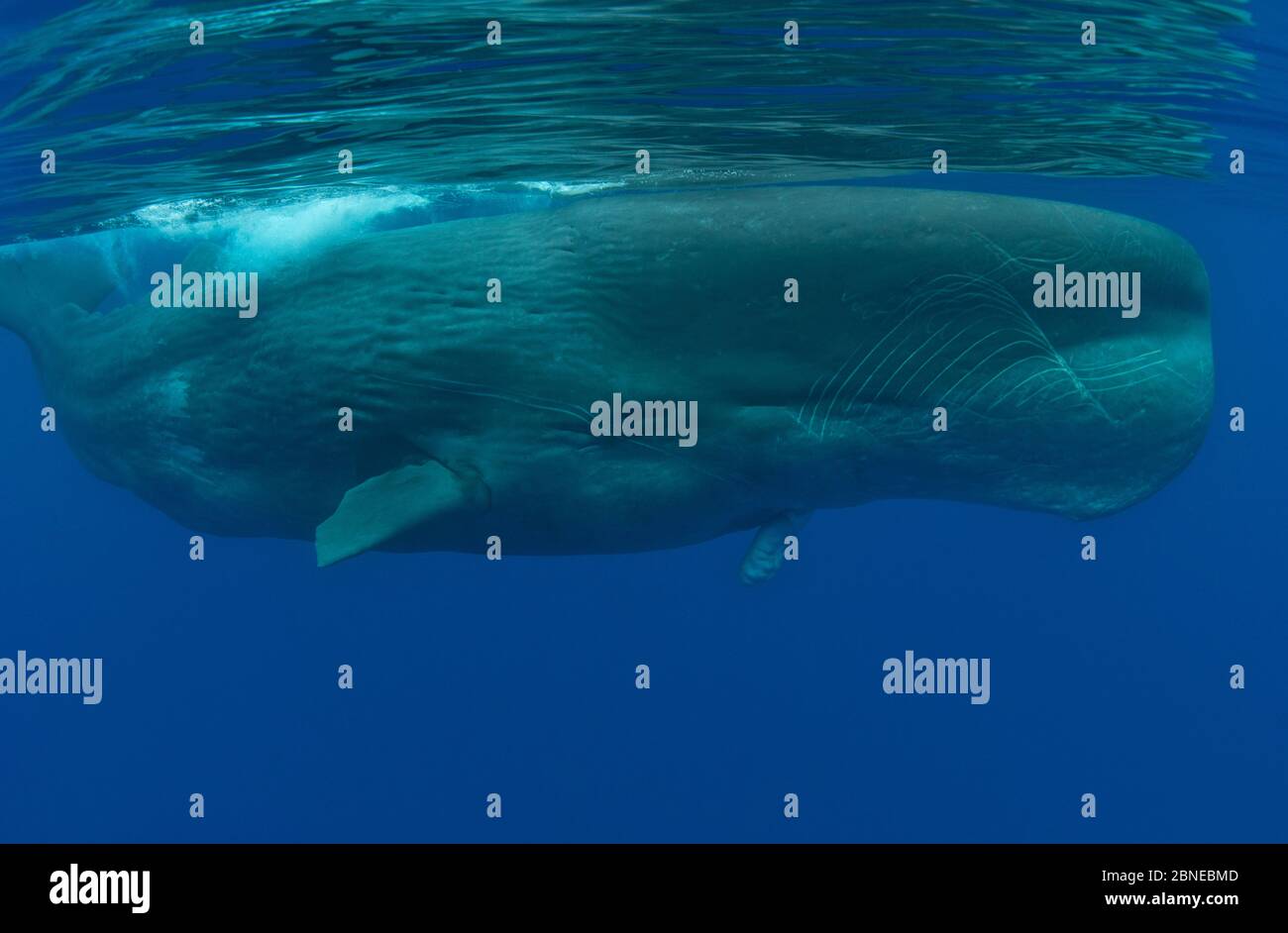 Sperm whale jaw hi-res stock photography and images - Alamy