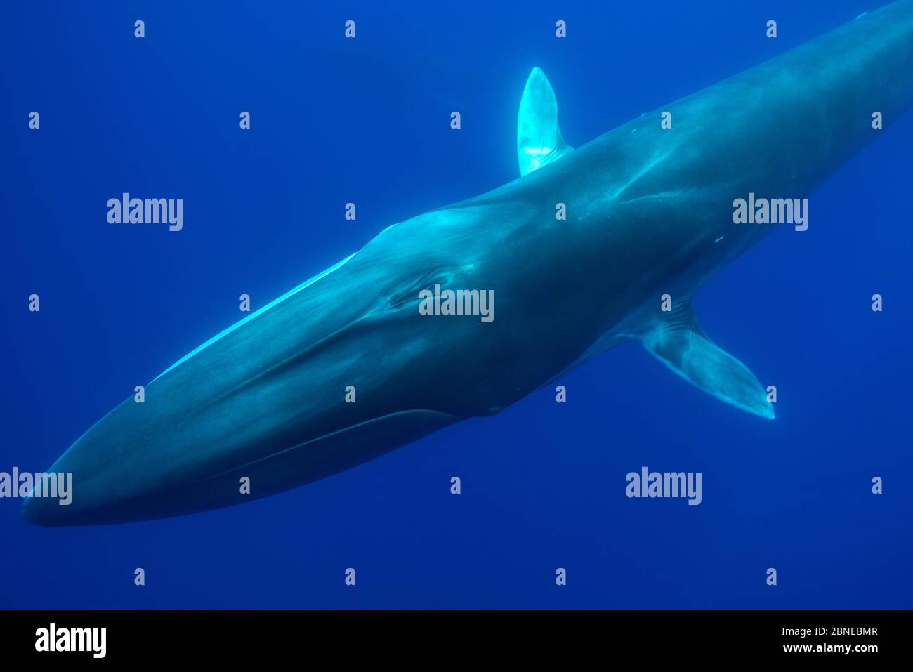 Balaenoptera physalus underwater hi-res stock photography and images ...